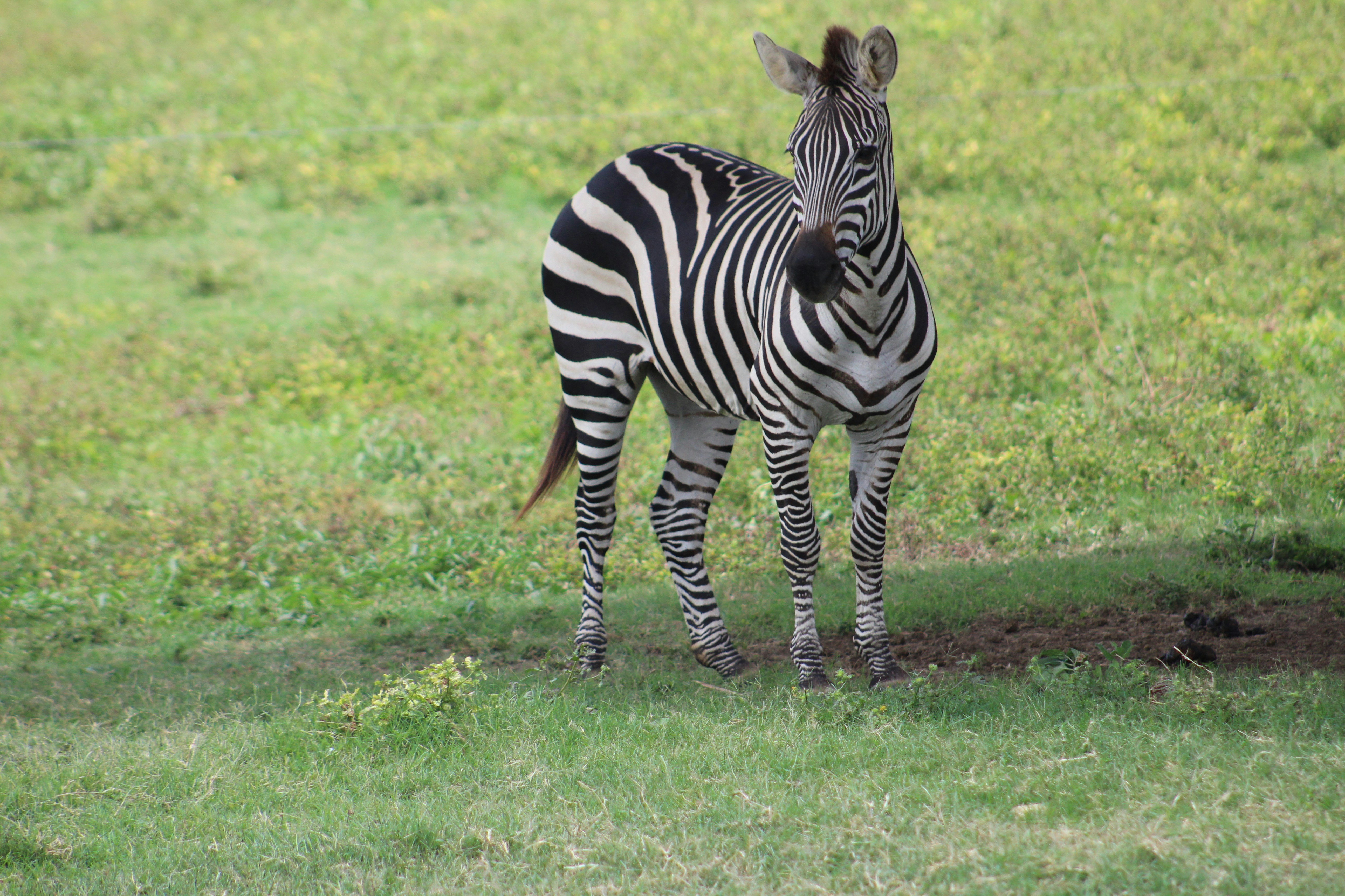 zebra on green grass field during daytime