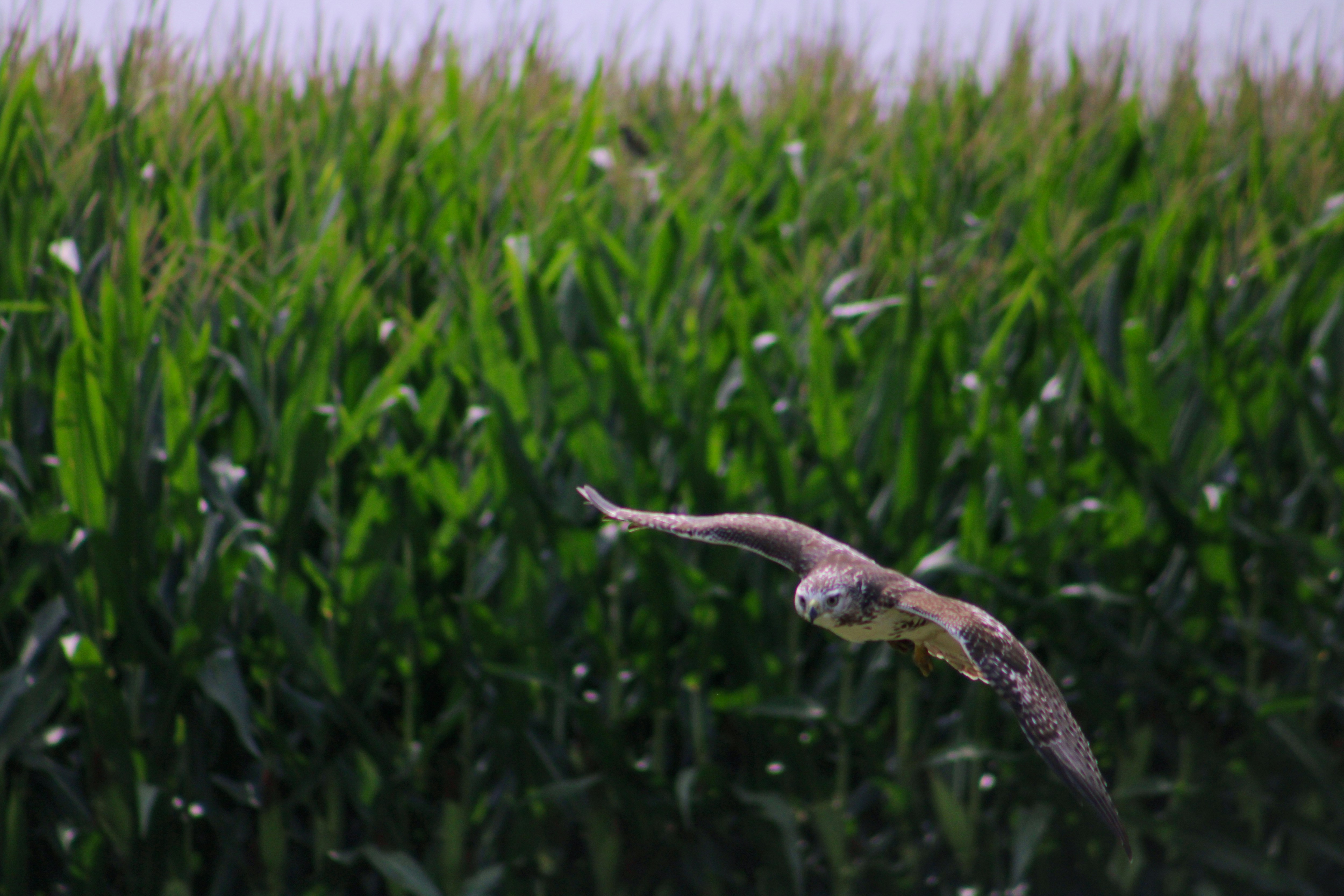 Red-tailed hawk in flight in front of a corn field.