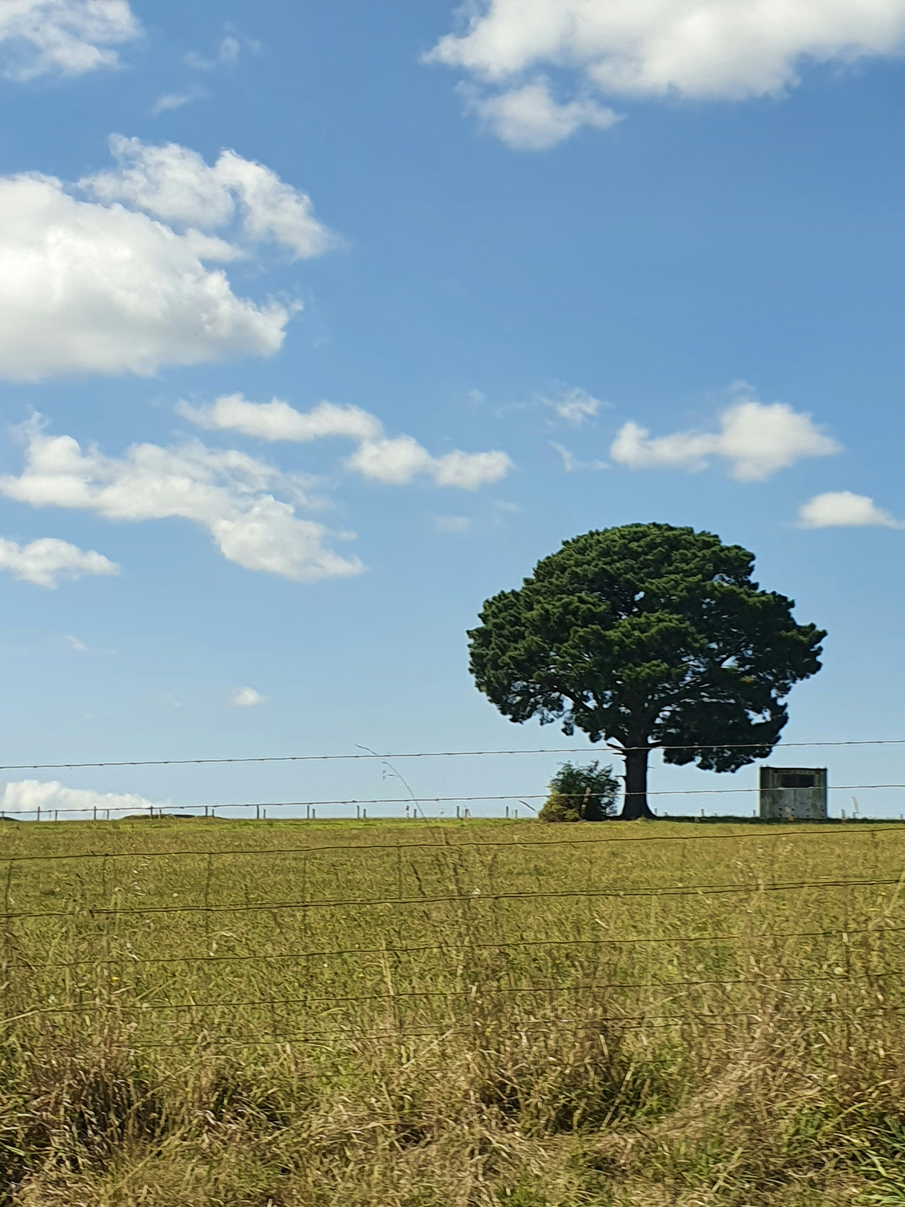 A majestic tree stands alone against a clear blue sky, with distant clouds adding depth to the scene. A small structure is visible nearby, enhancing the rural charm.
