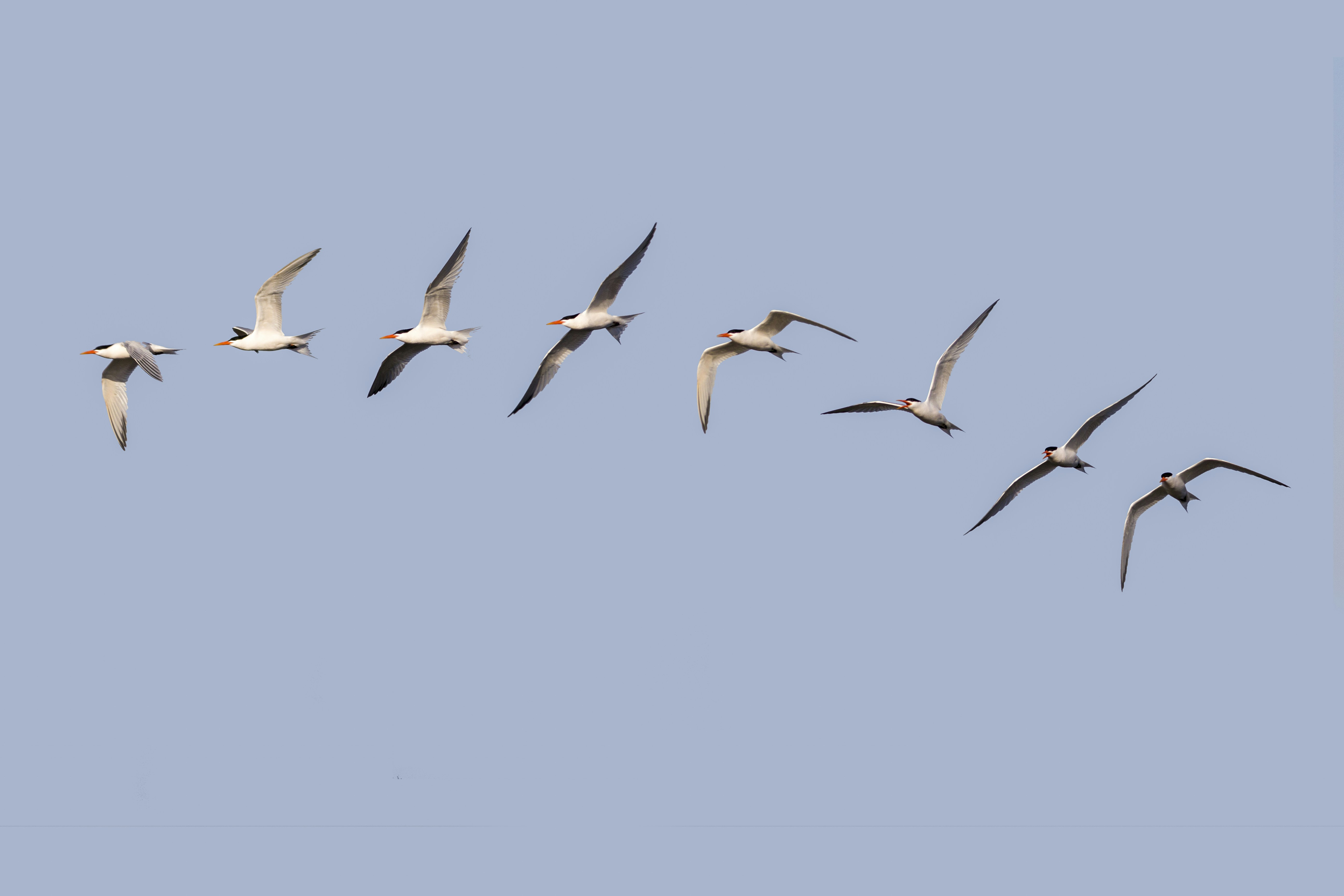 Arc of Nine Seabirds Across a Pale Blue Sky