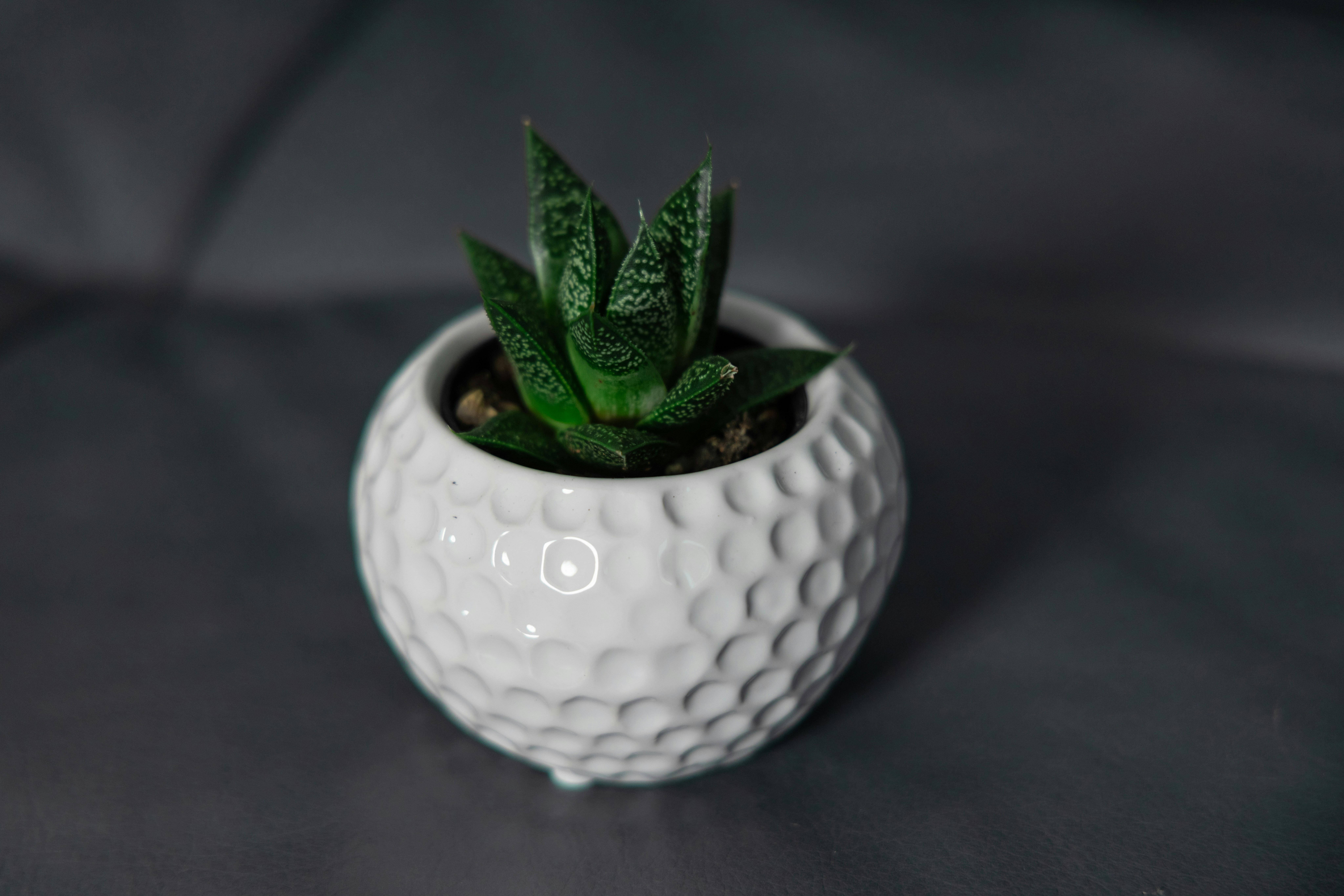 Dimpled Ceramic Orb Cradles a Tiny Succulent: A Minimal Studio Moment