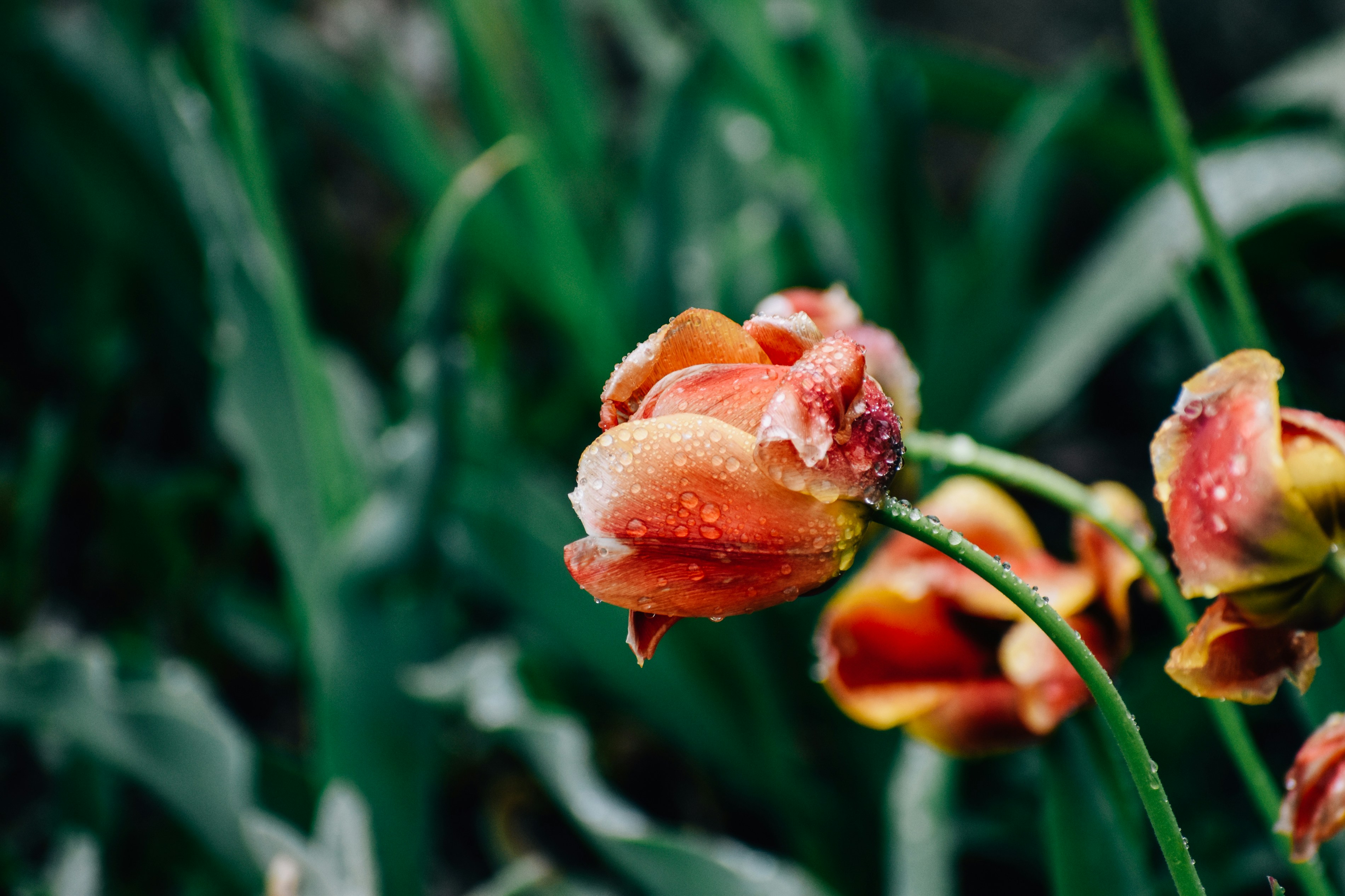 Dew-Kissed Tulip Bud Against an Emerald Backdrop