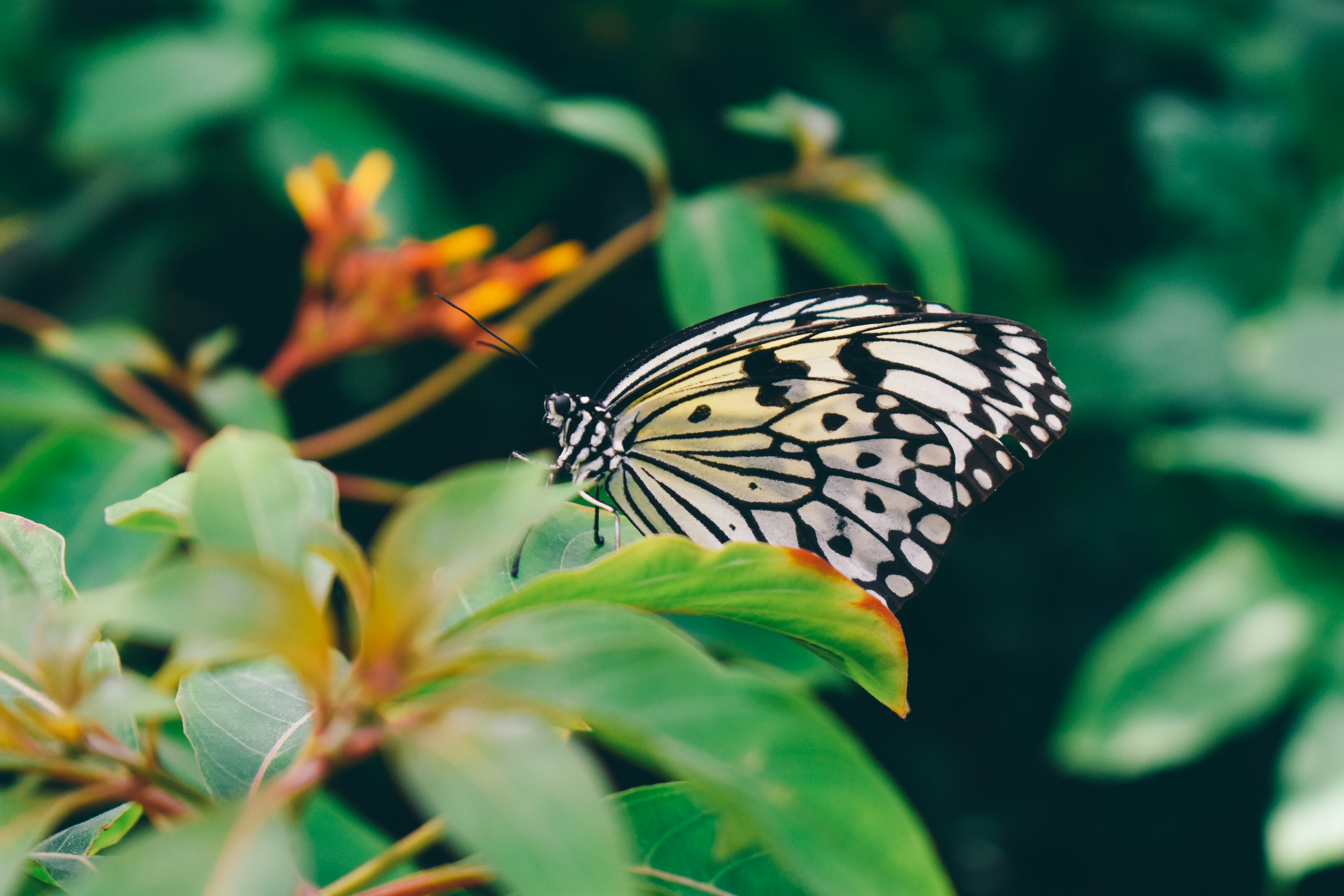 45,628+ White Butterfly Pictures | Download Free Images on Unsplash