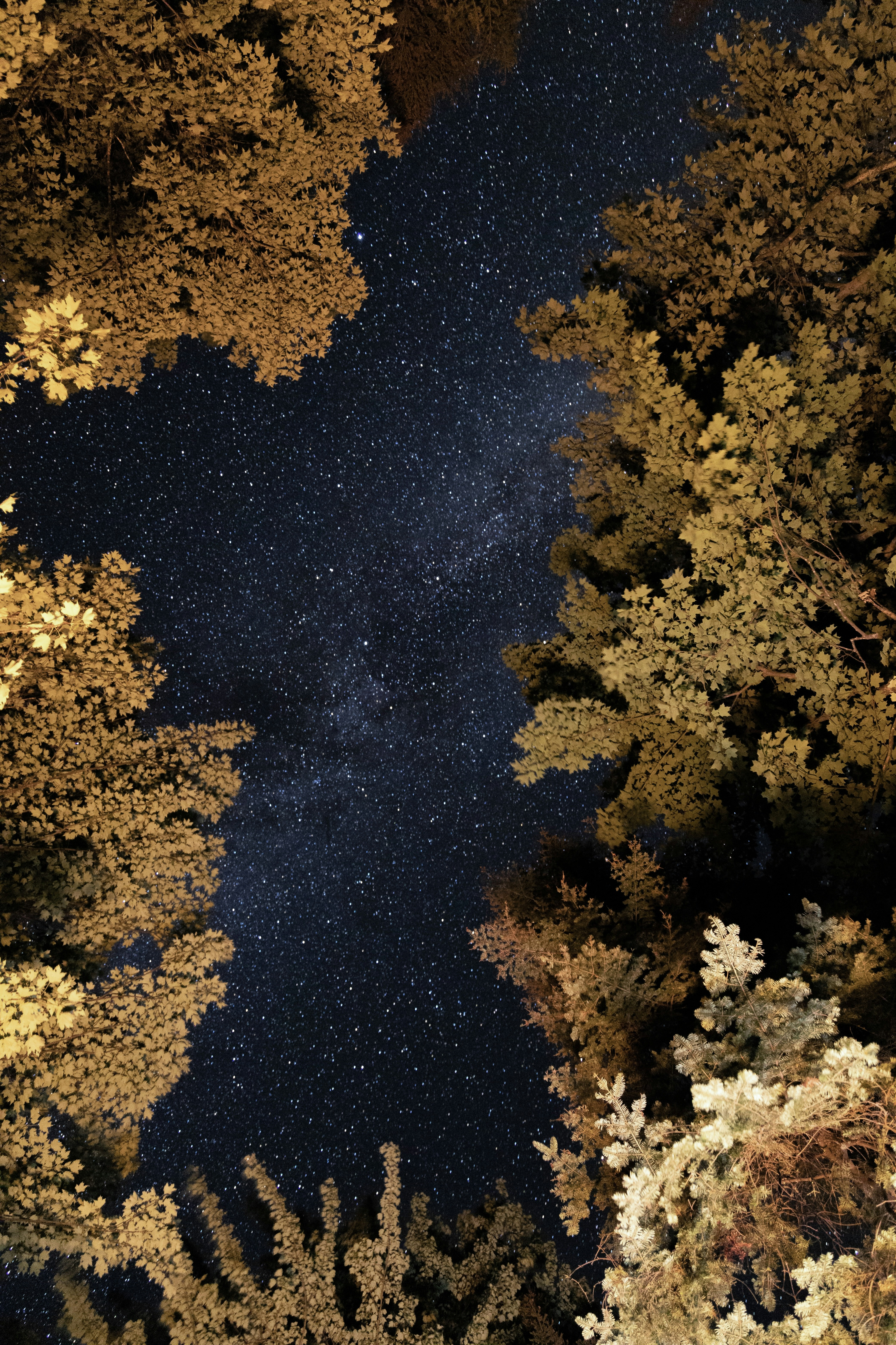 Starry night sky framed by silhouettes of towering trees, creating a natural portal to the universe above.