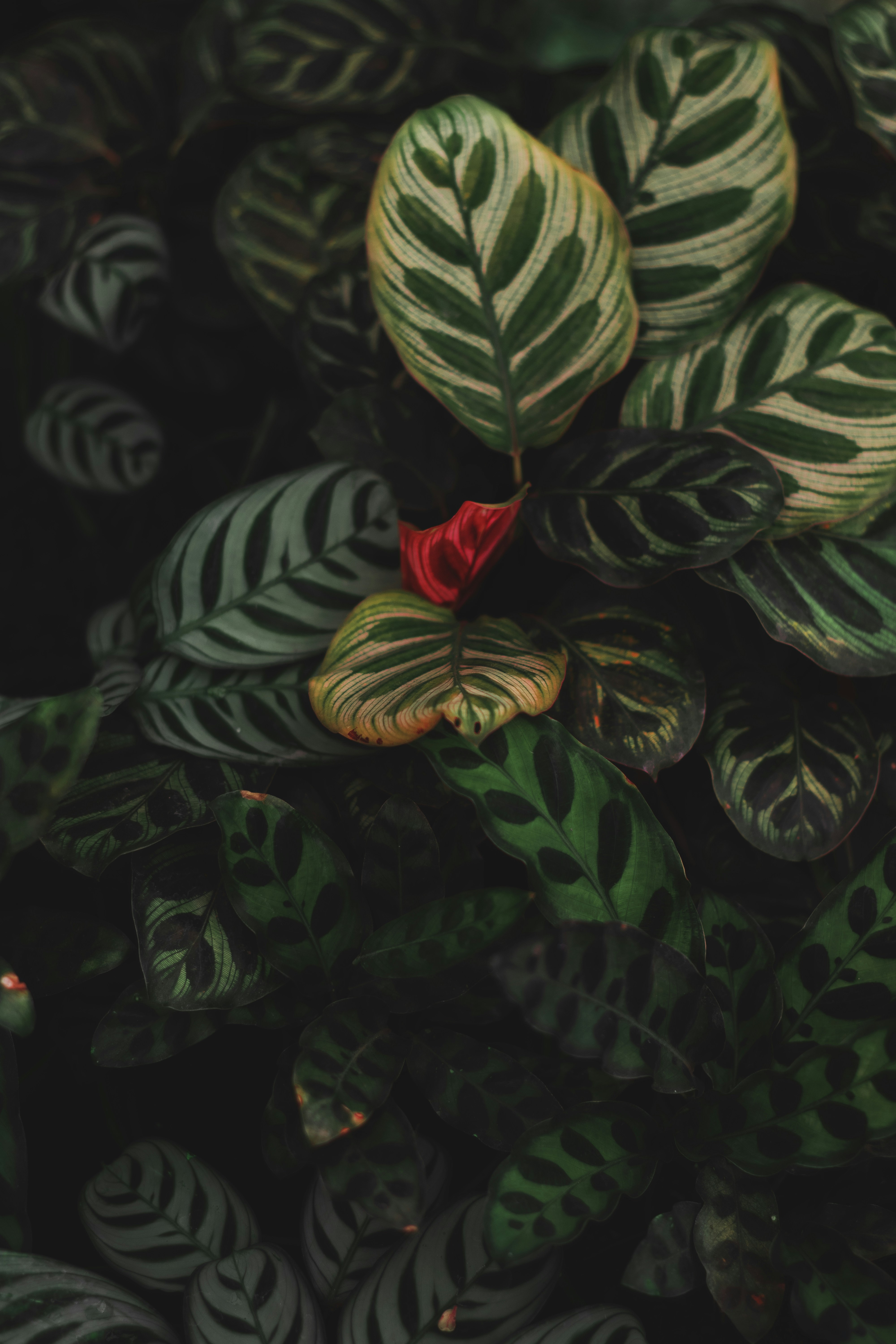 Vibrant green leaves of various patterns with a striking red leaf peeking through, showcasing nature's intricate design.