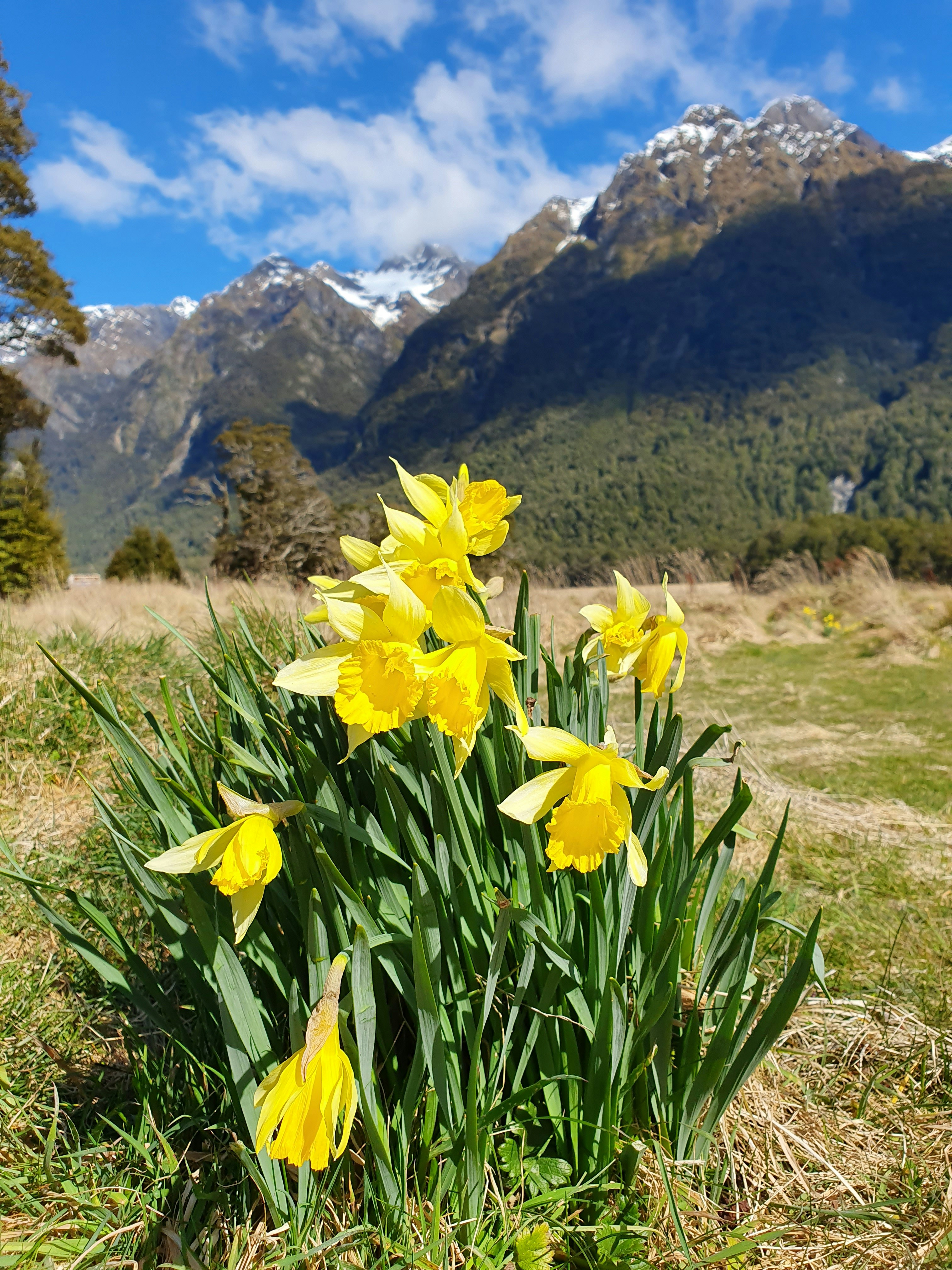 yellow daffodils in green grass field near mountain during daytime