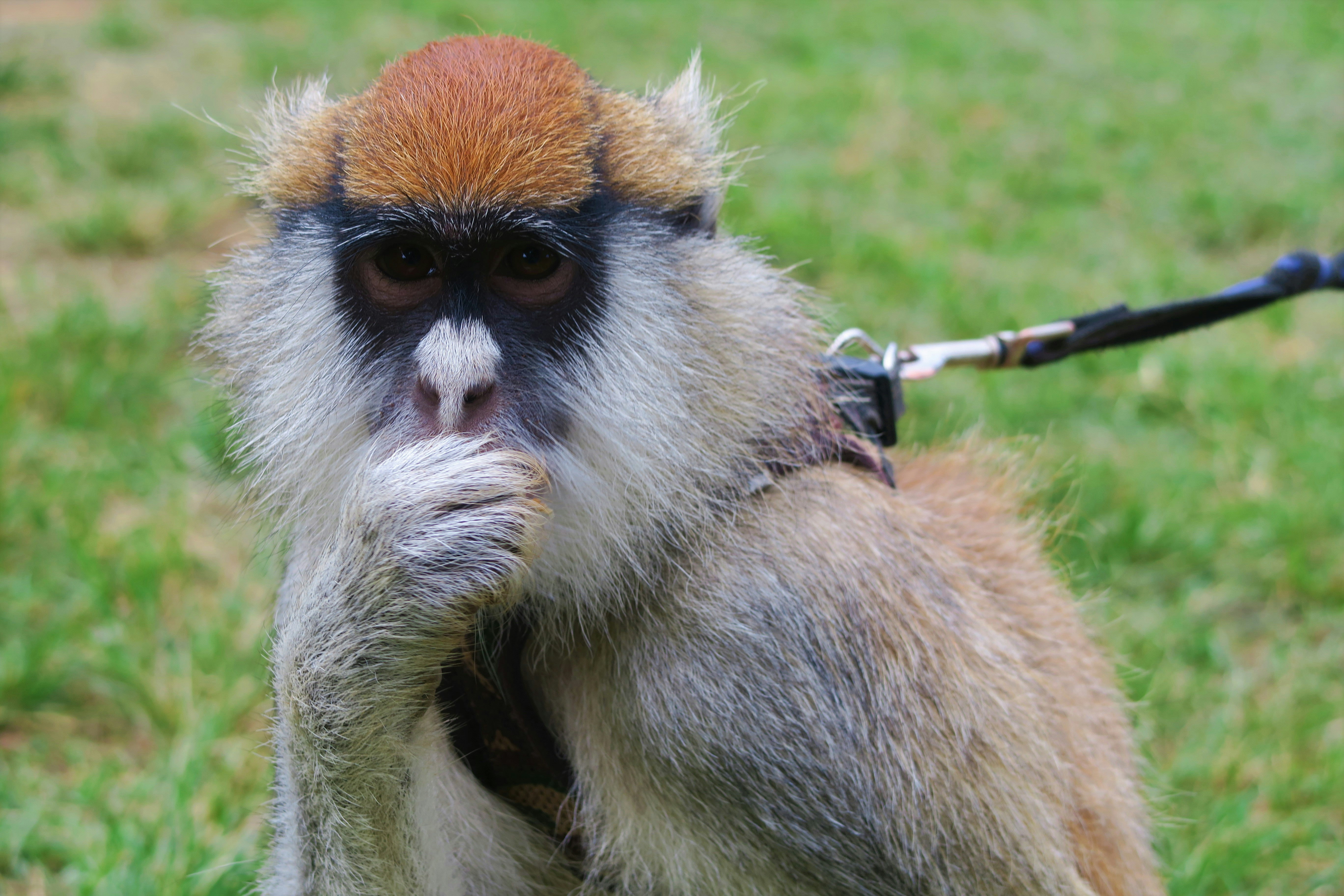Macaque in the Grass: a Quiet Moment of Thought