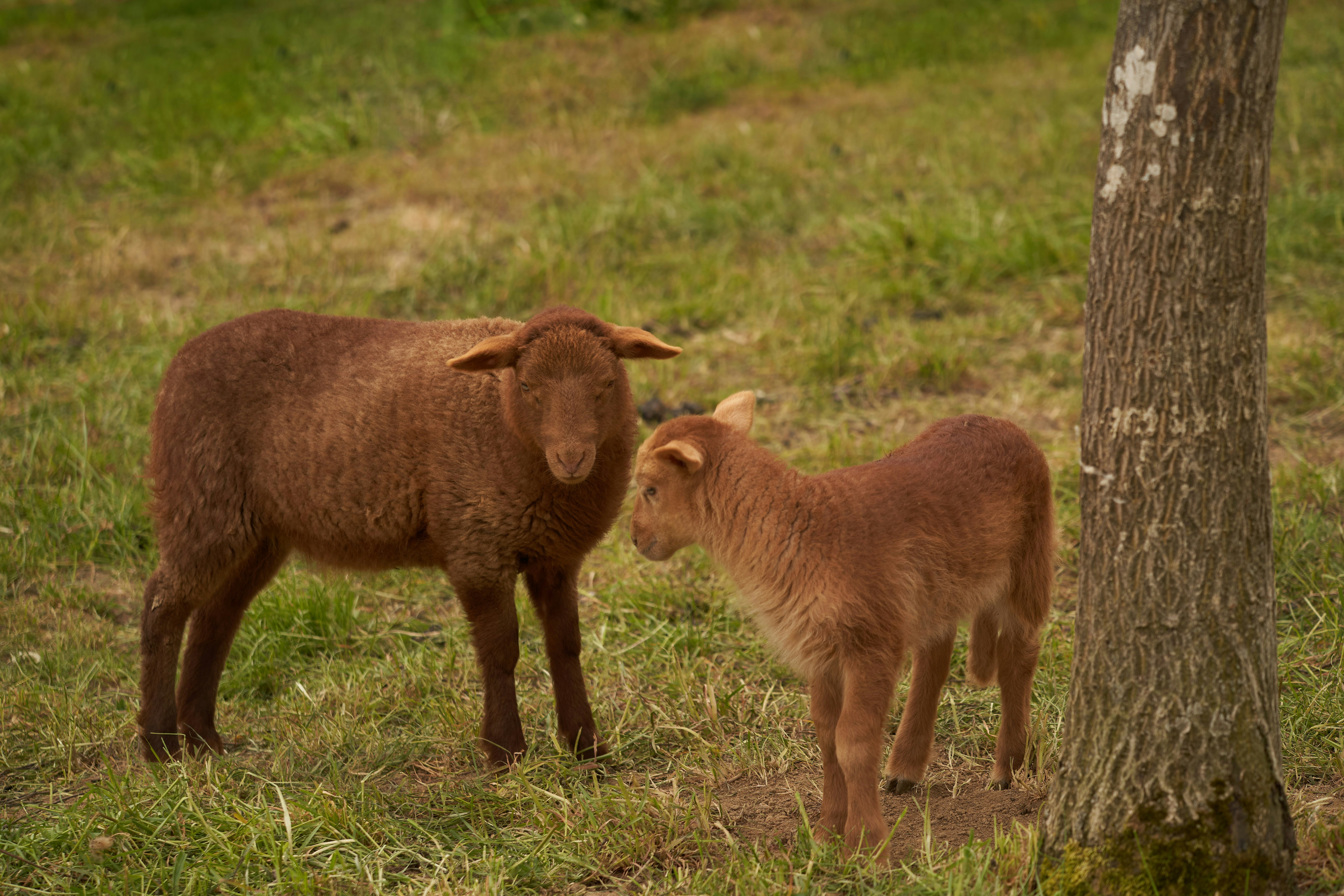 Brown sheep on green grass field during daytime photo – Free Brown ...