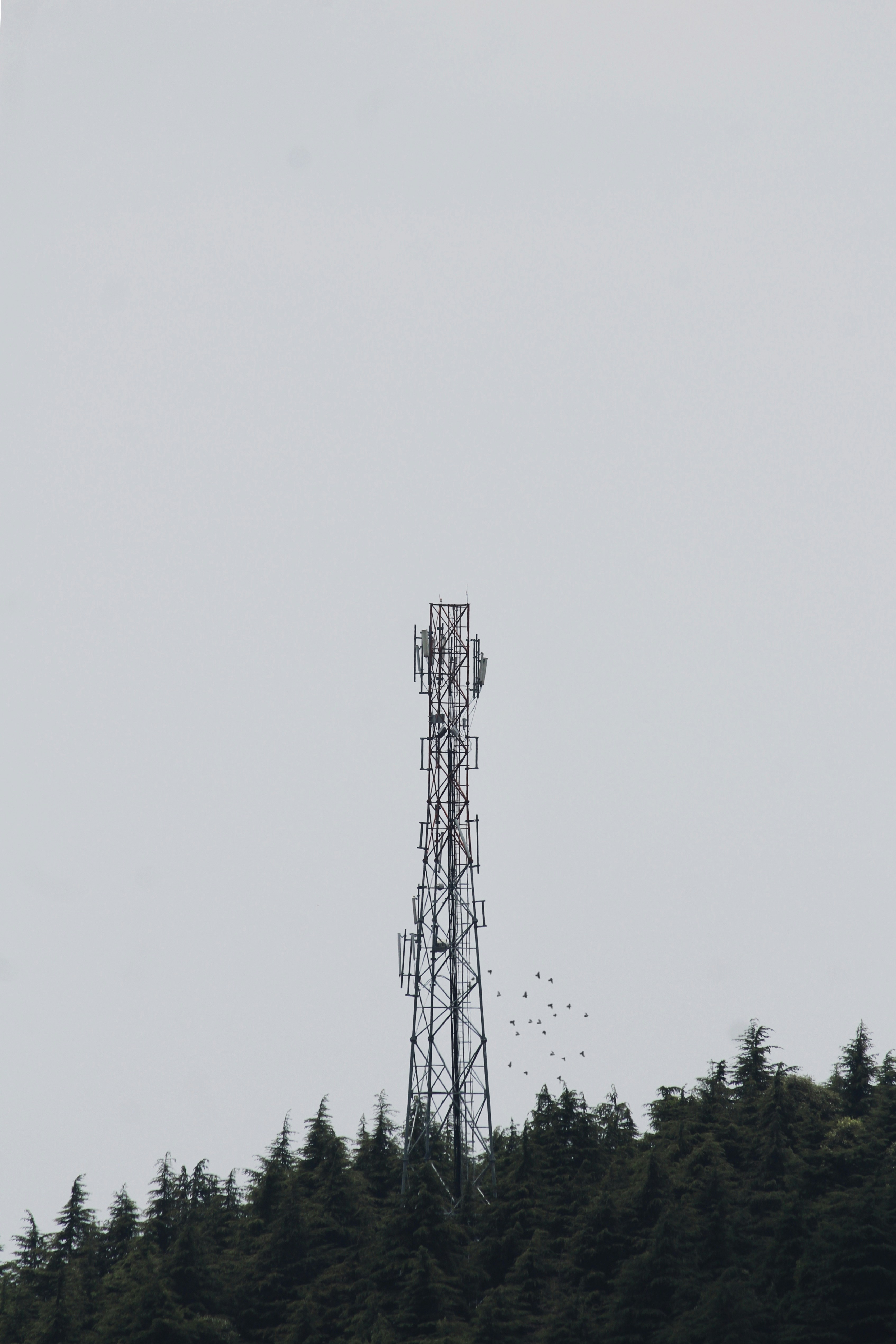 Human architecture, i.e. a radio mast, upstanding in a misty foggy mountain landscape with fir forest, and birds flying around.
