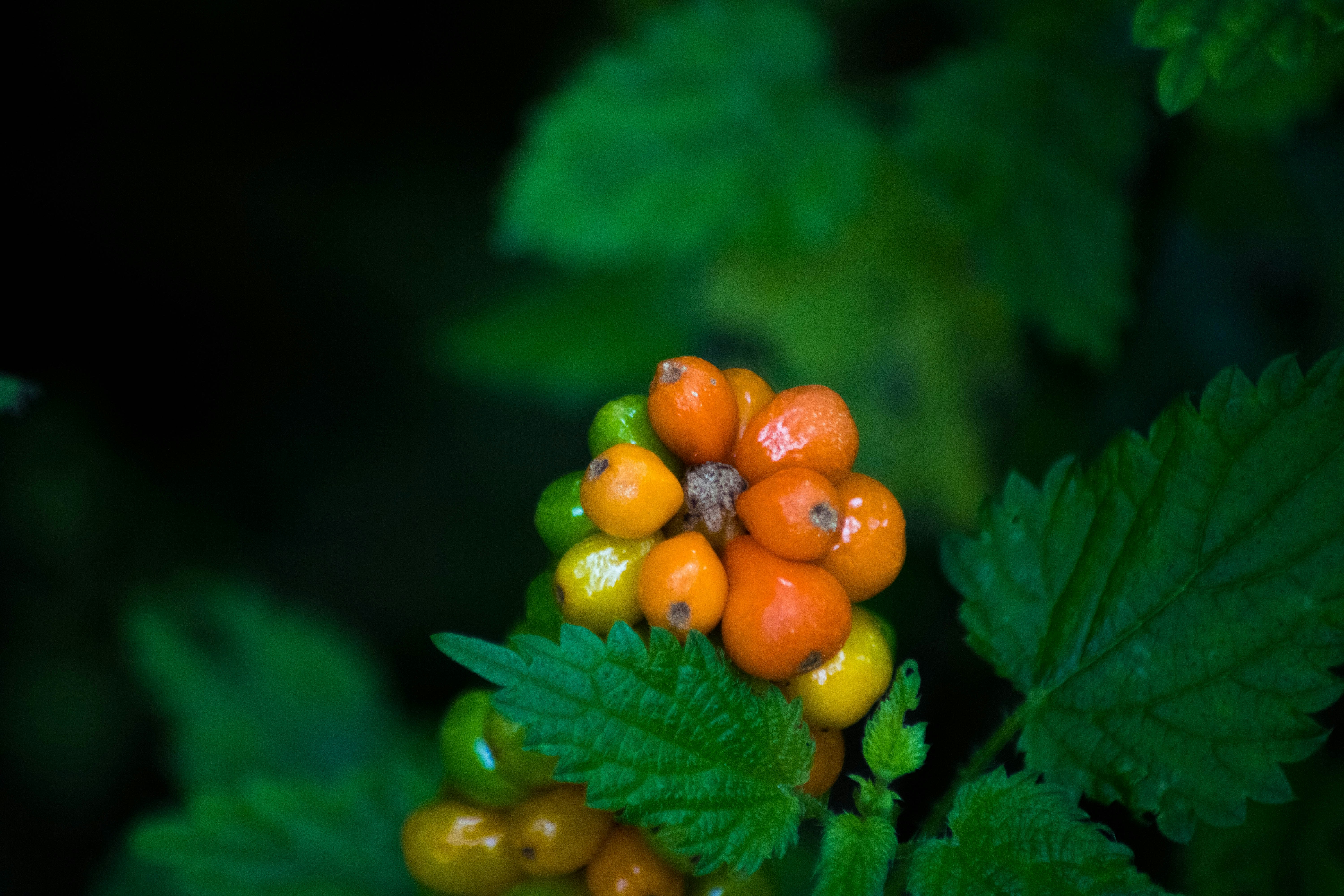 orange fruits on green leaves