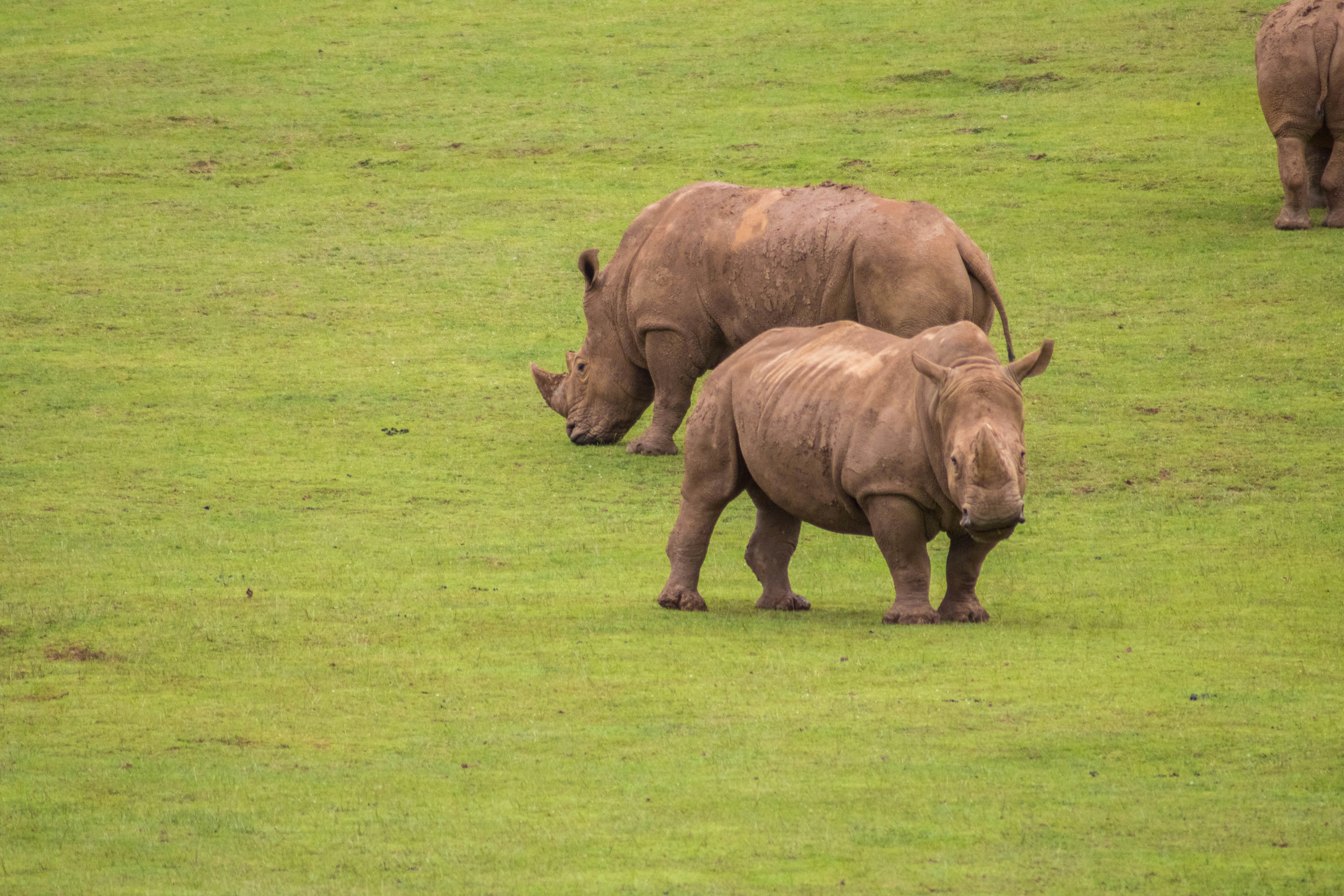 Brown rhinoceros on green grass field during daytime photo – Free Green ...