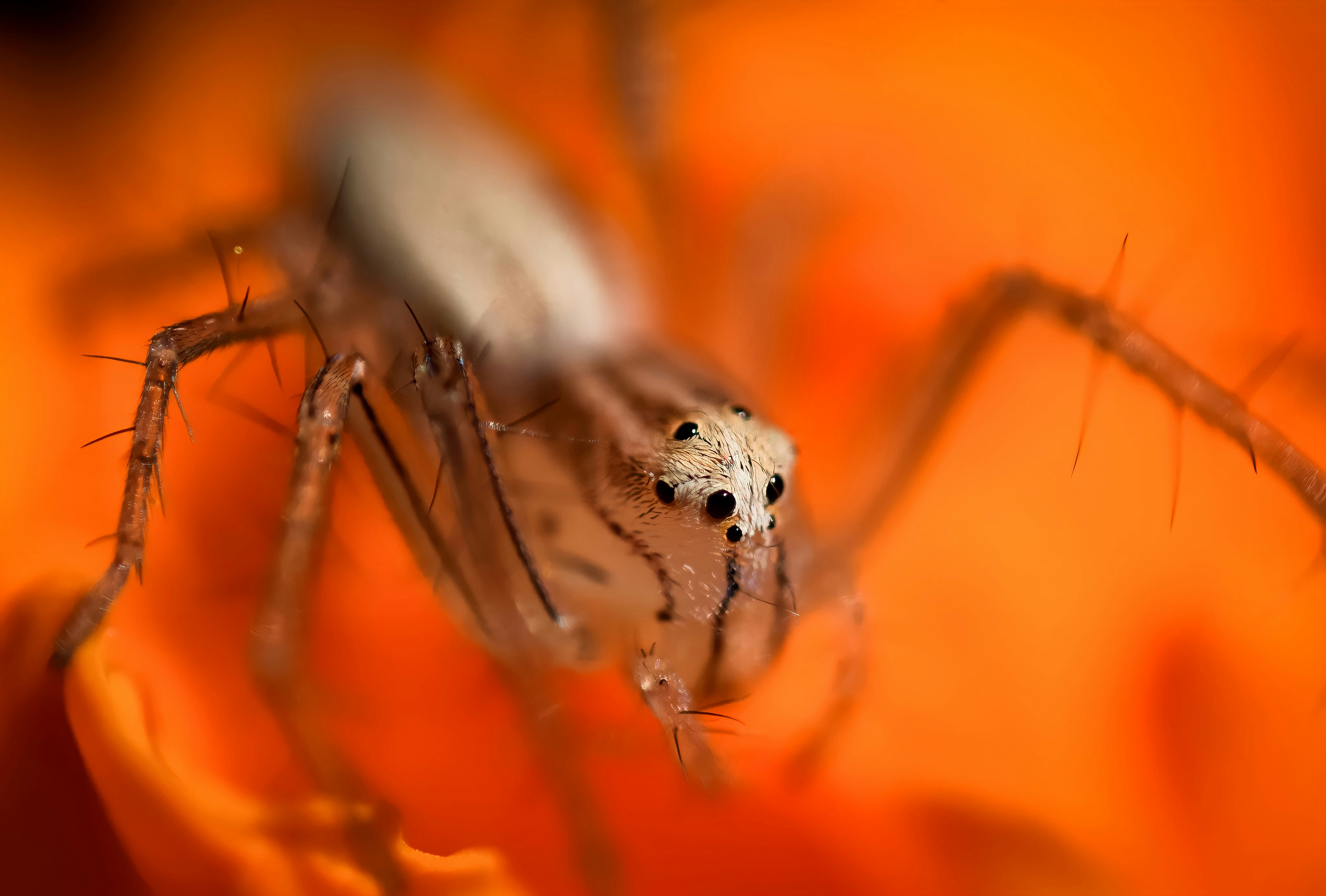 Citrus Bloom Close-Up: The Curious Jumping Spider