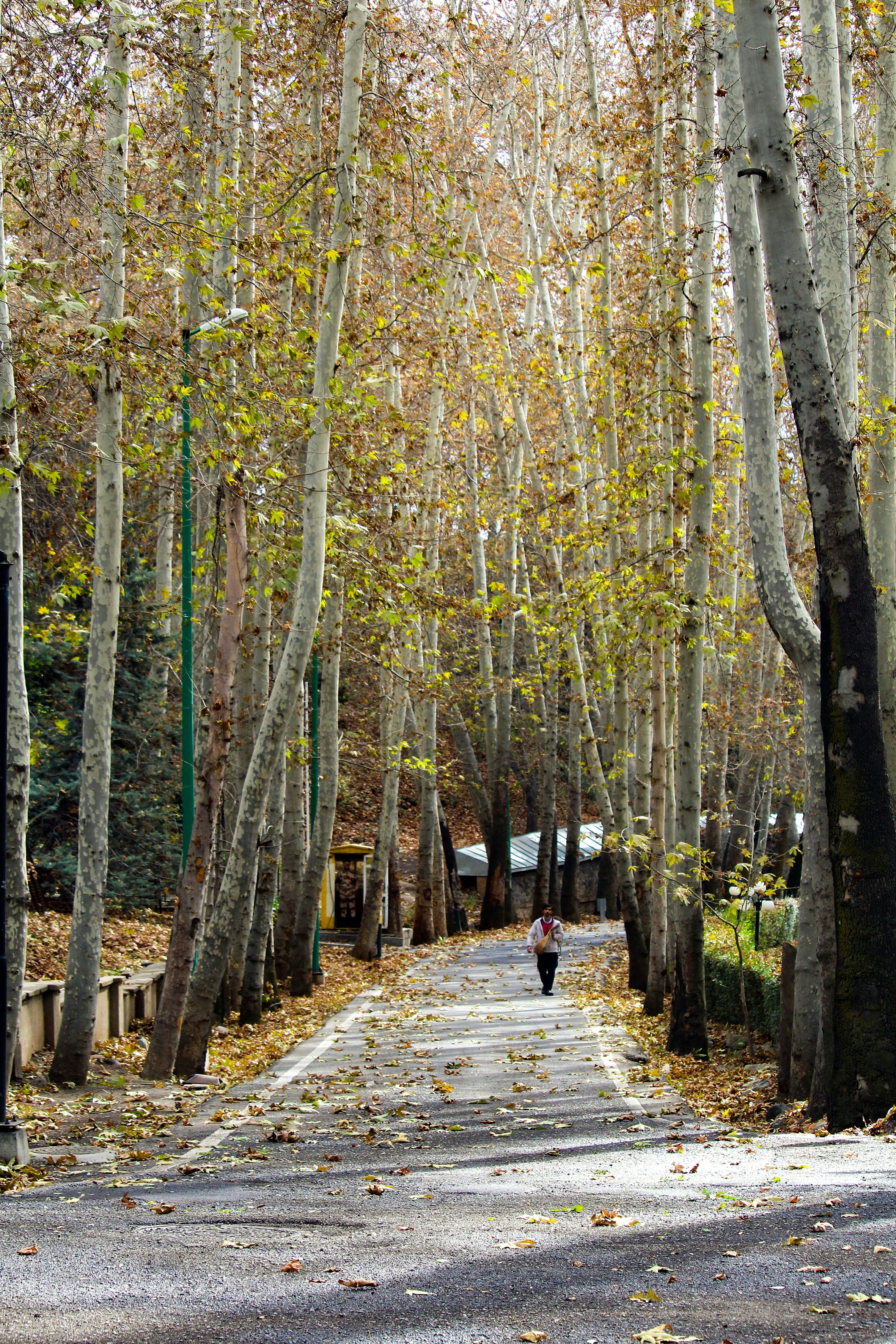 Birch Canopy Walk: A Quiet Autumn Moment Beneath Golden Leaves