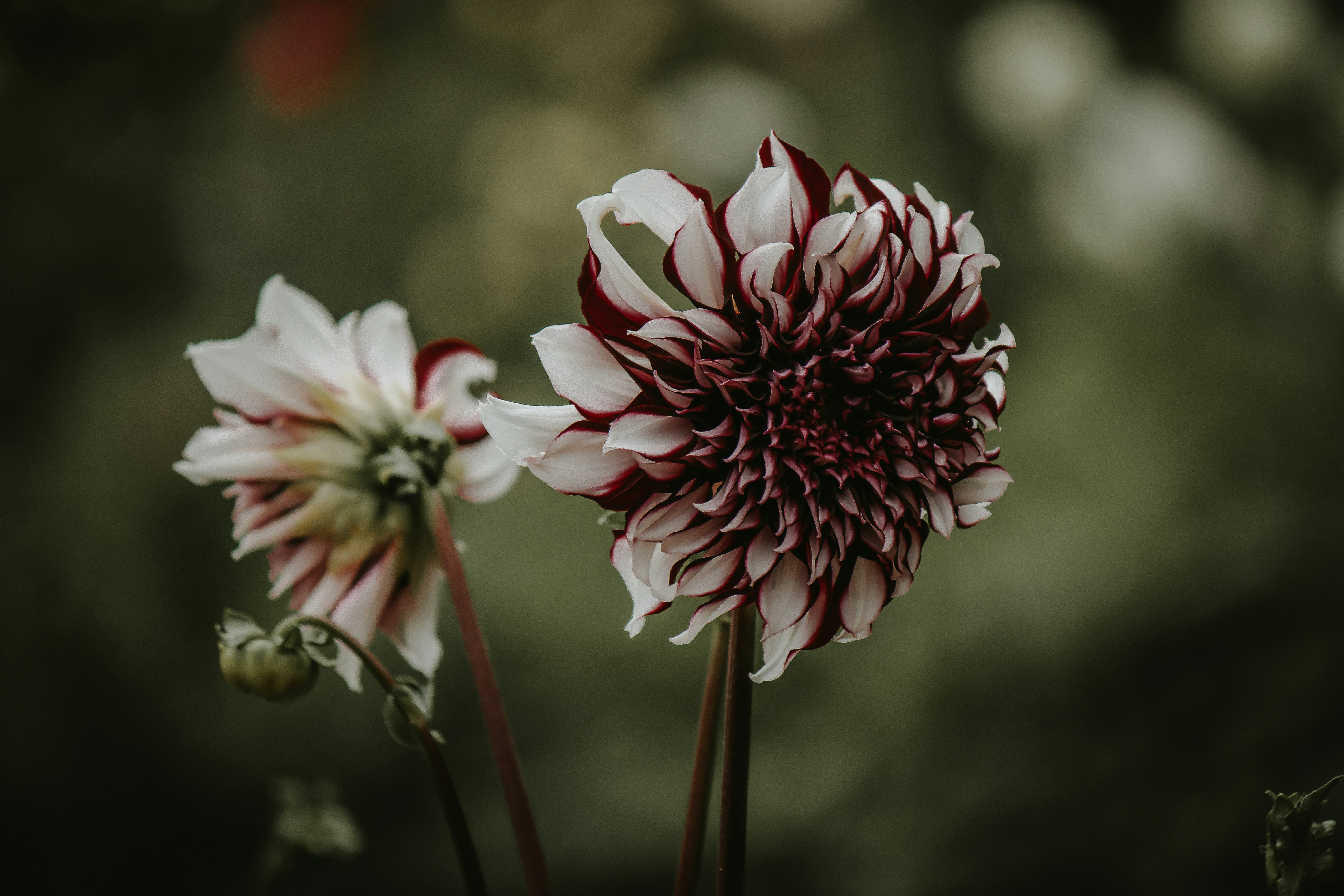 white and red flower in tilt shift lens