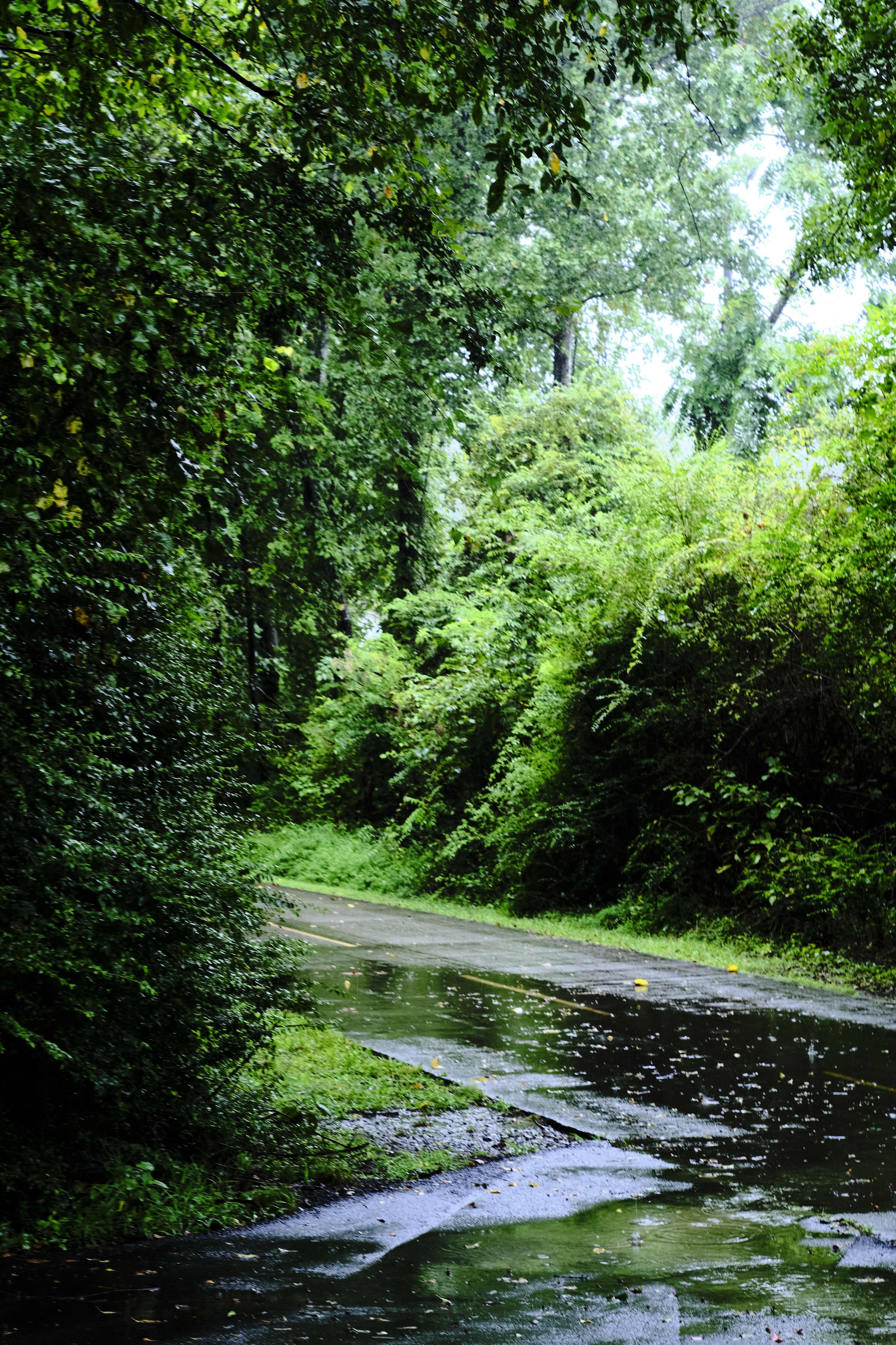 A winding path through lush greenery, reflecting rainwater, invites exploration. The scene captures the tranquility of nature after a rain shower.