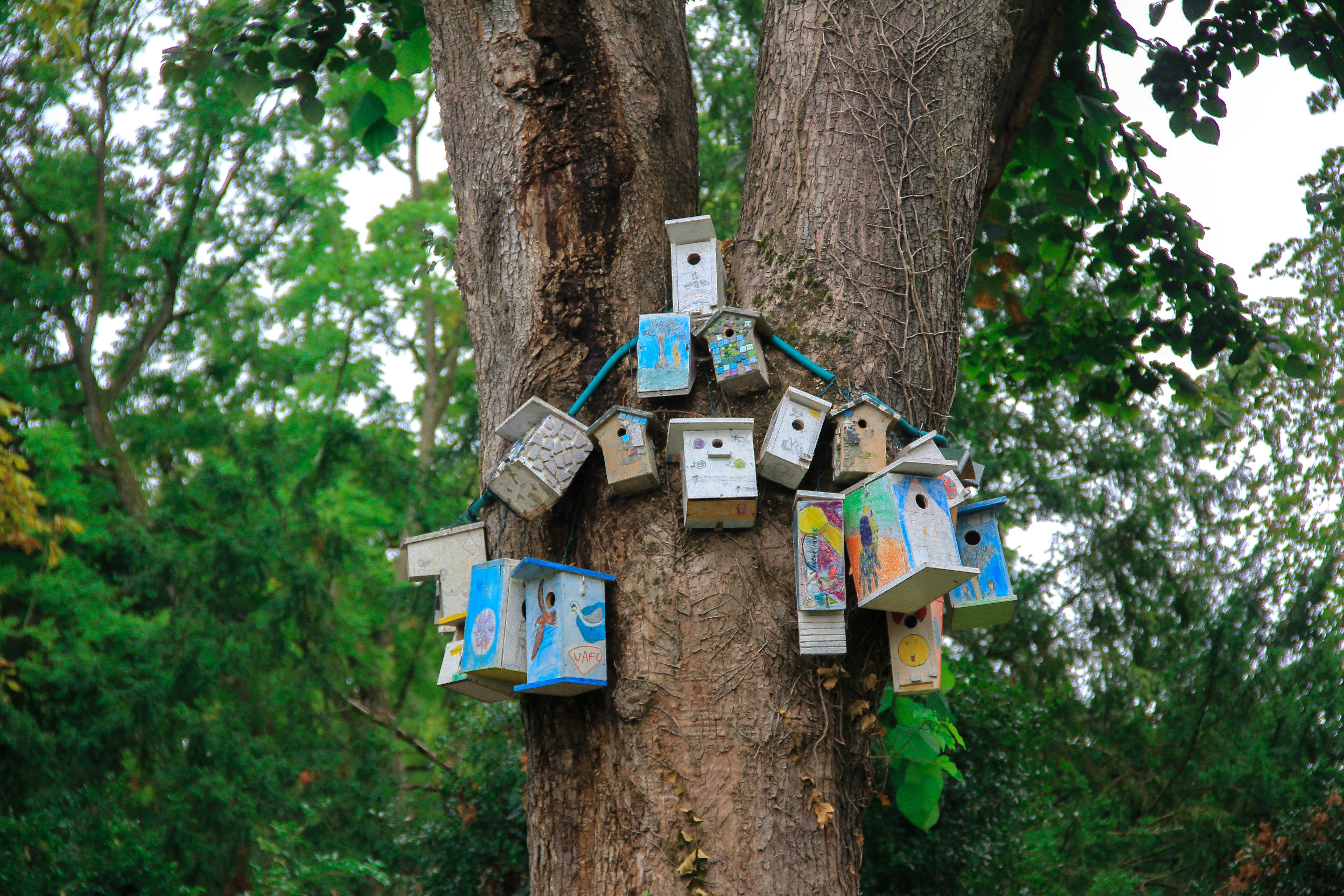 Whimsical Birdhouse Cluster in Urban Forest
