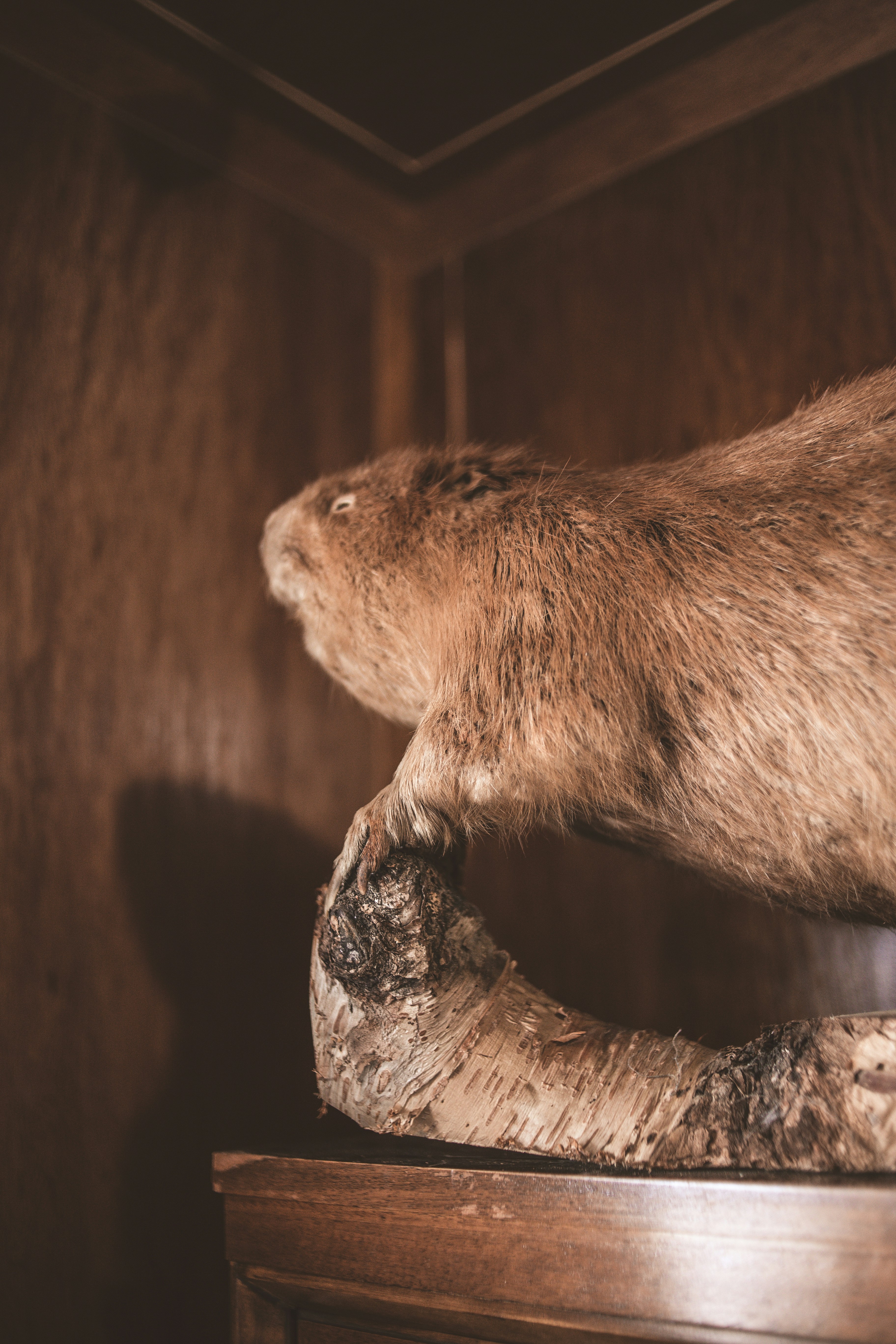 Close-Up of a Capybara Resting on a Wooden Perch in Warm Indoor Lighting