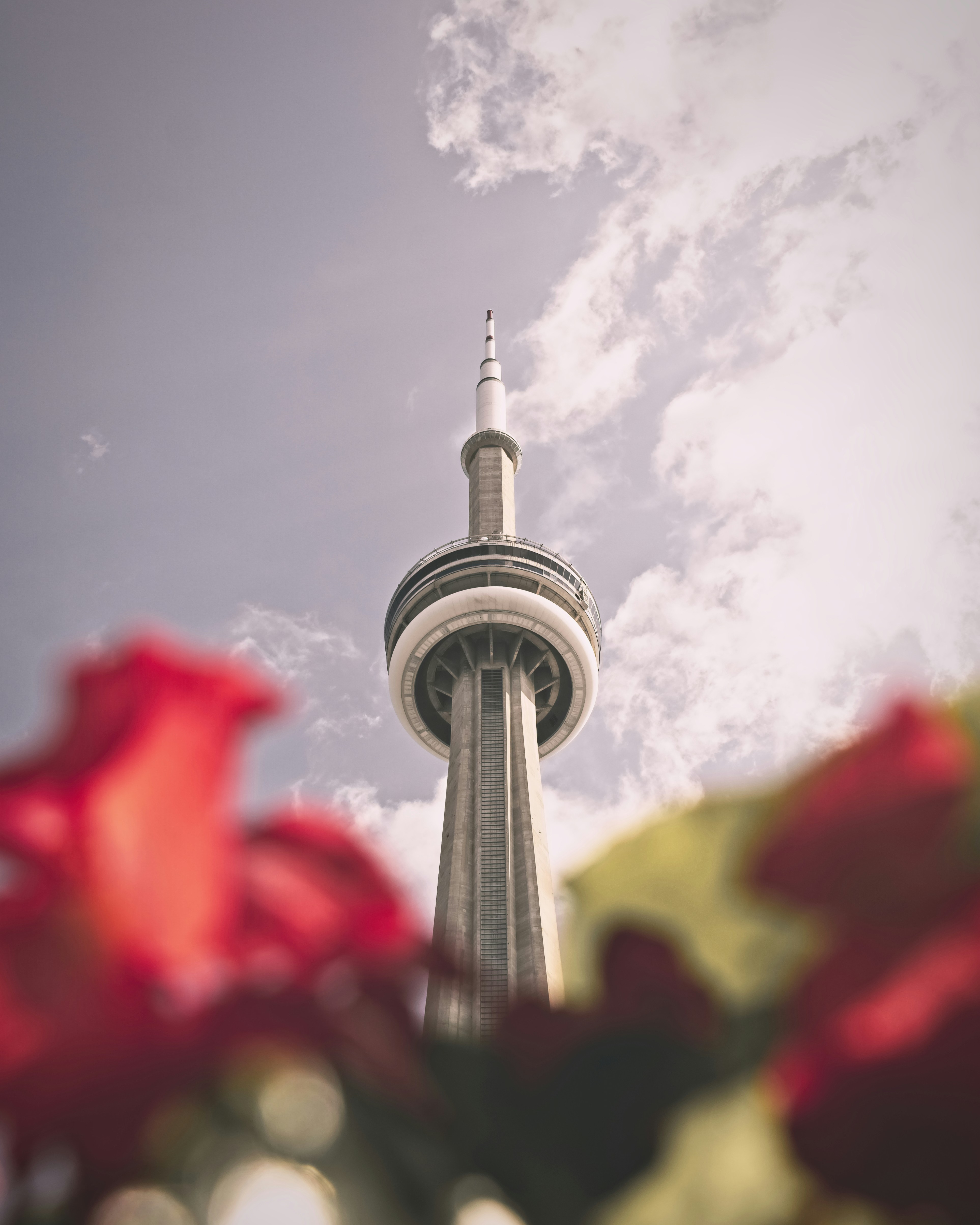 The CN Tower rises majestically against a cloudy sky, framed by vibrant red flowers in the foreground.