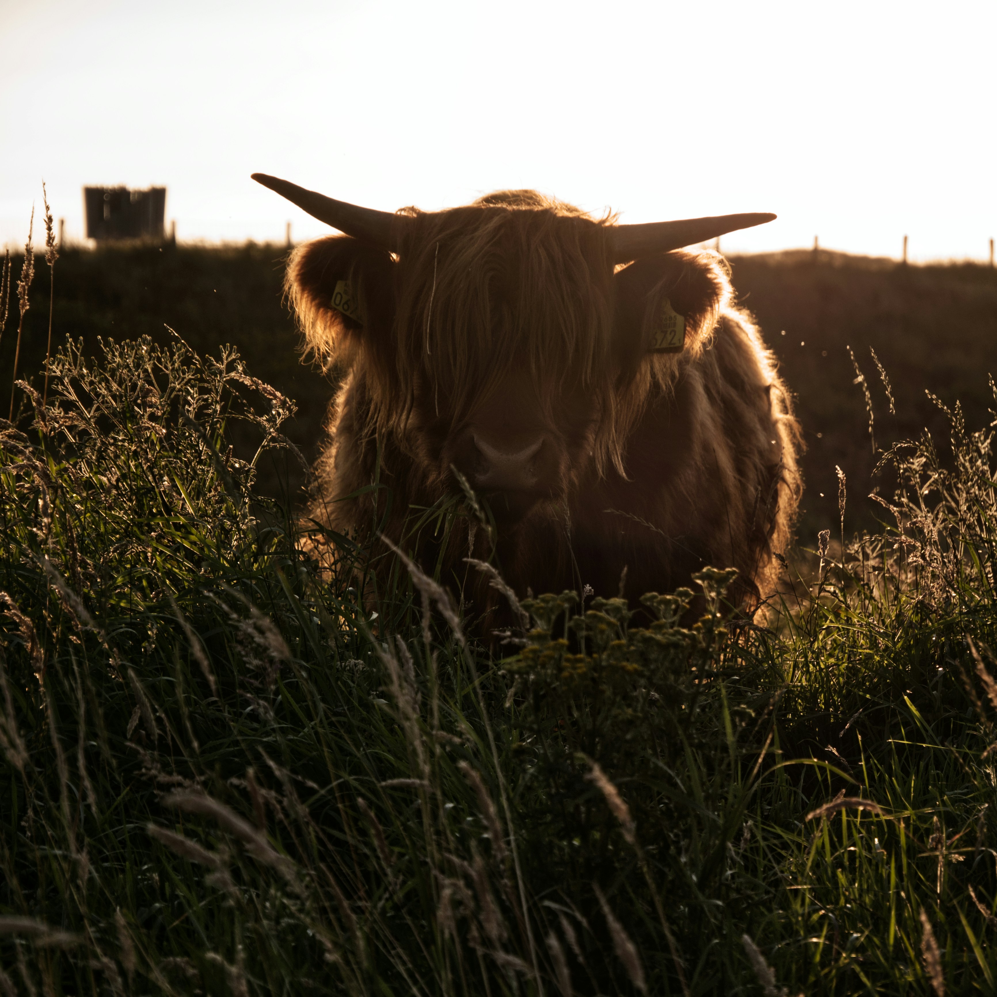 Silhouette in Golden Hour: A Highland Cow in the Dusk Field