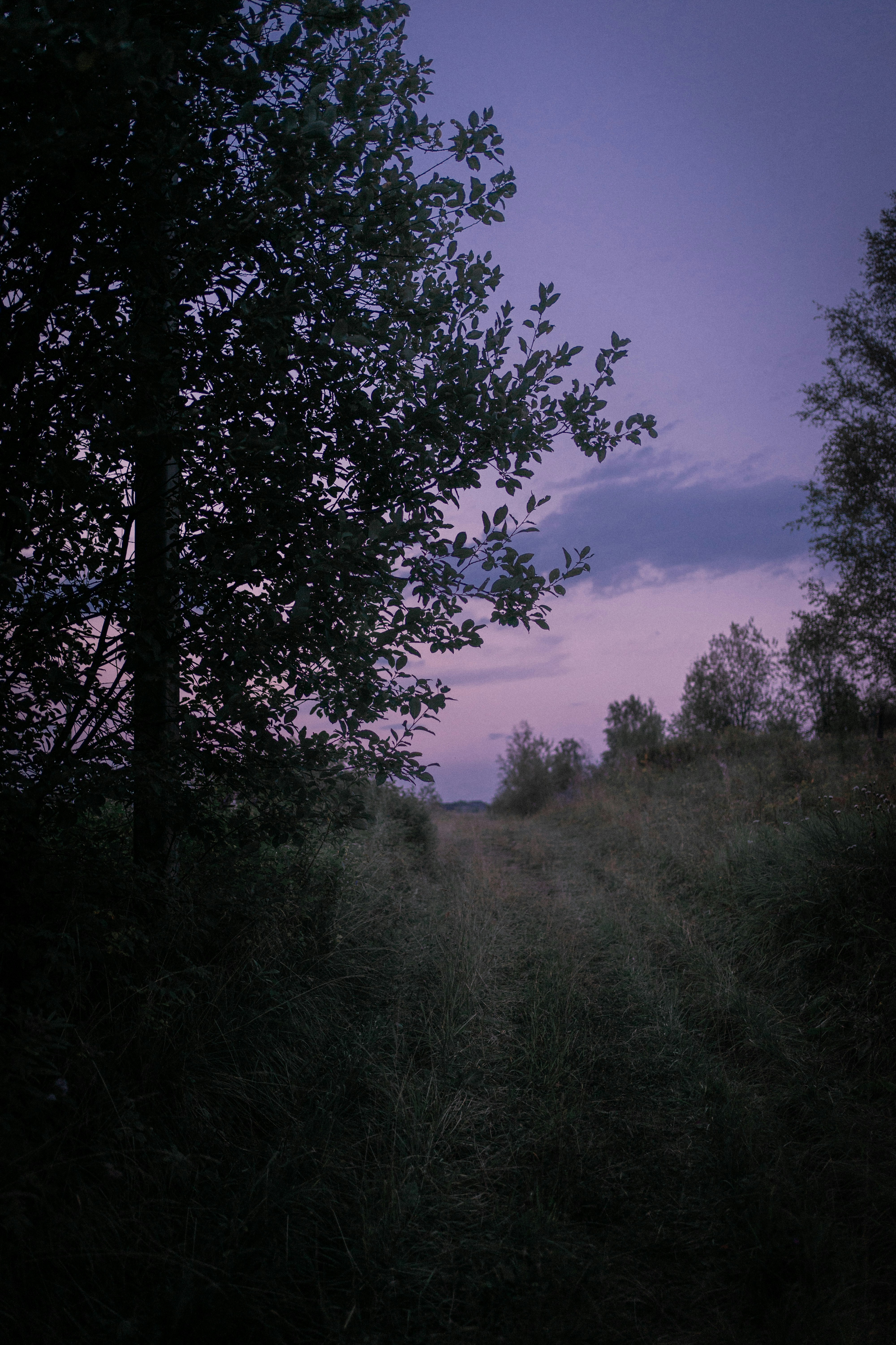 A serene pathway framed by lush foliage under a twilight sky, inviting exploration. The tranquil scene captures the essence of nature's calmness.