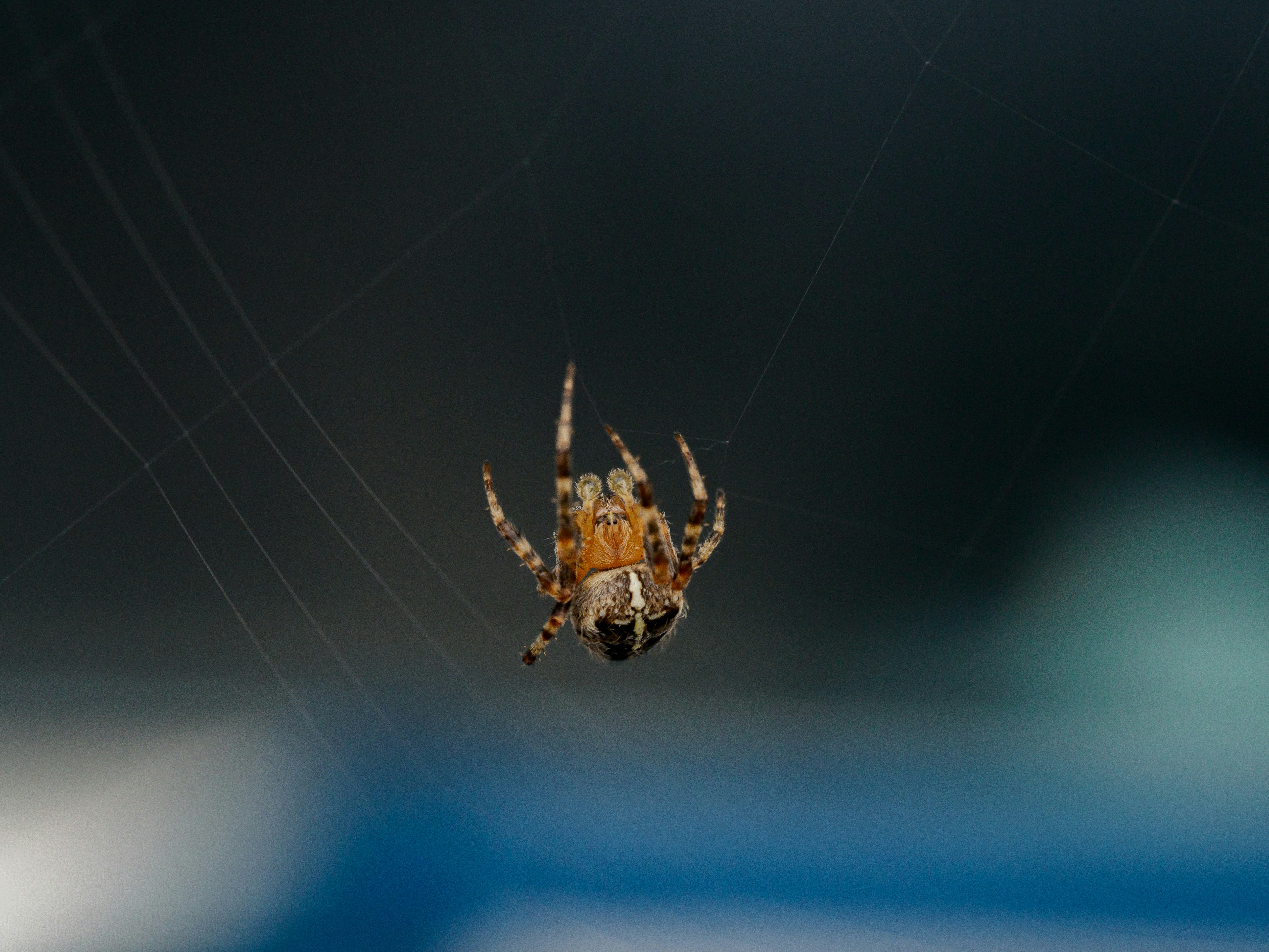 A spider suspended in its web, showcasing intricate details and textures against a blurred background. The composition highlights the delicate artistry of nature.