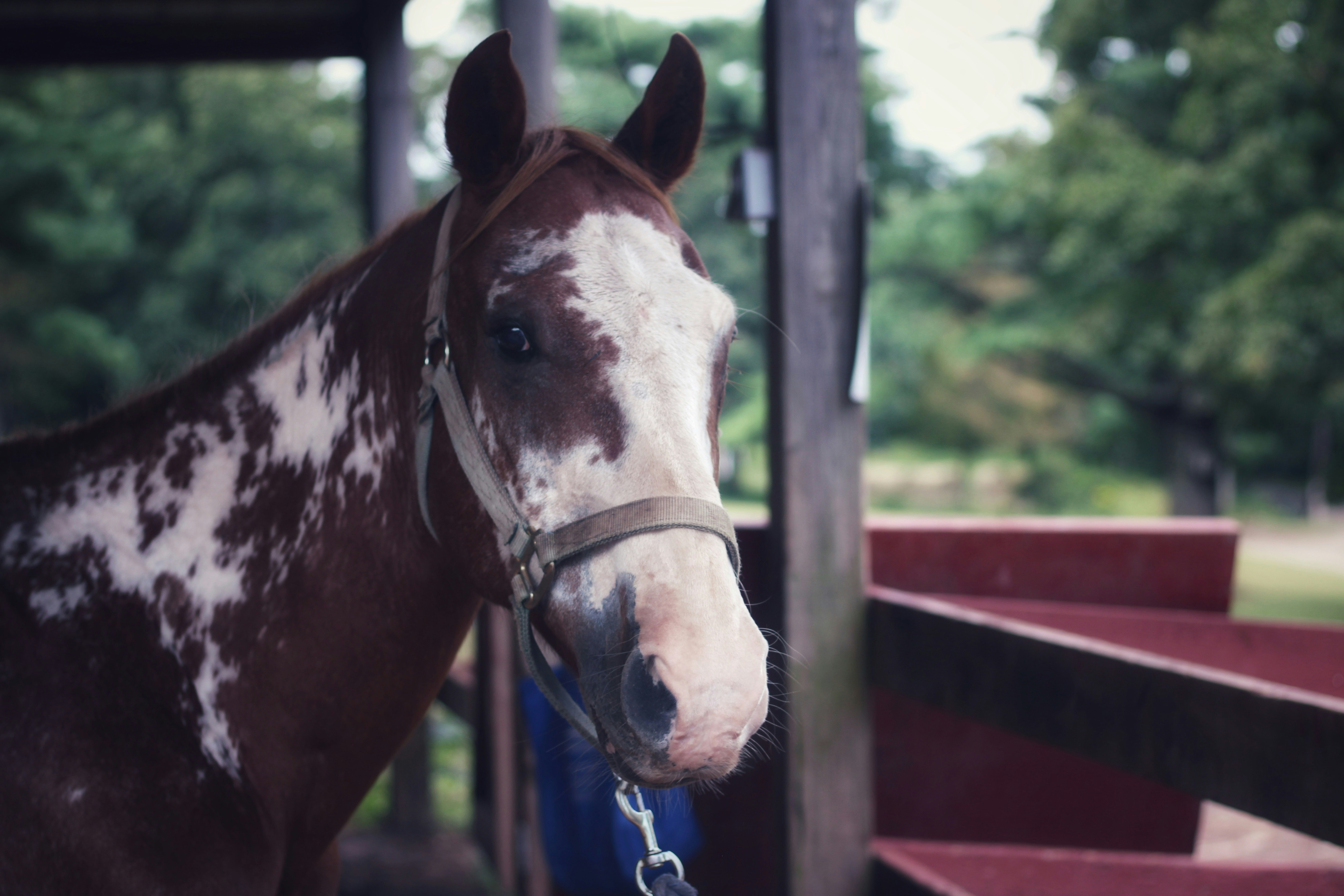 Dappled Gaze Through Stable Slats