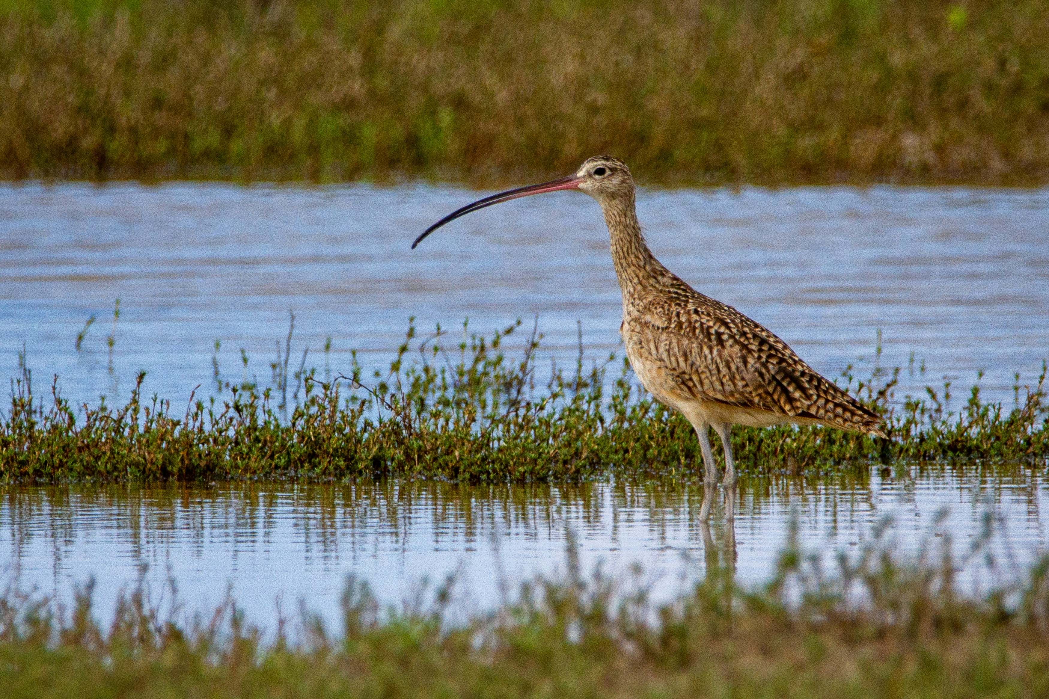 Curlew standing on grassy edge near a calm waterbody under bright daylight.