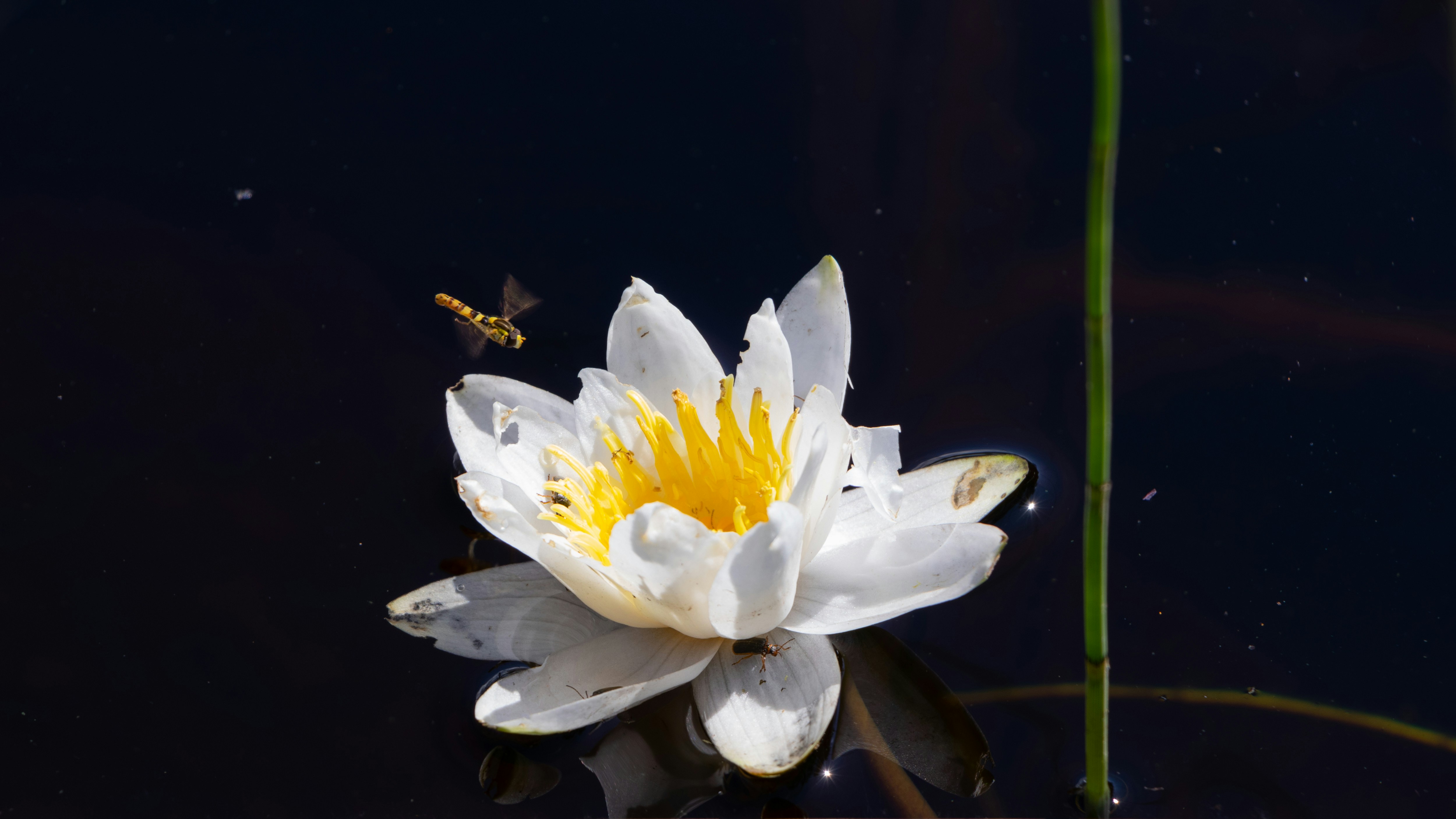 Lily in Velvet Darkness: A White Bloom on a Quiet Pond