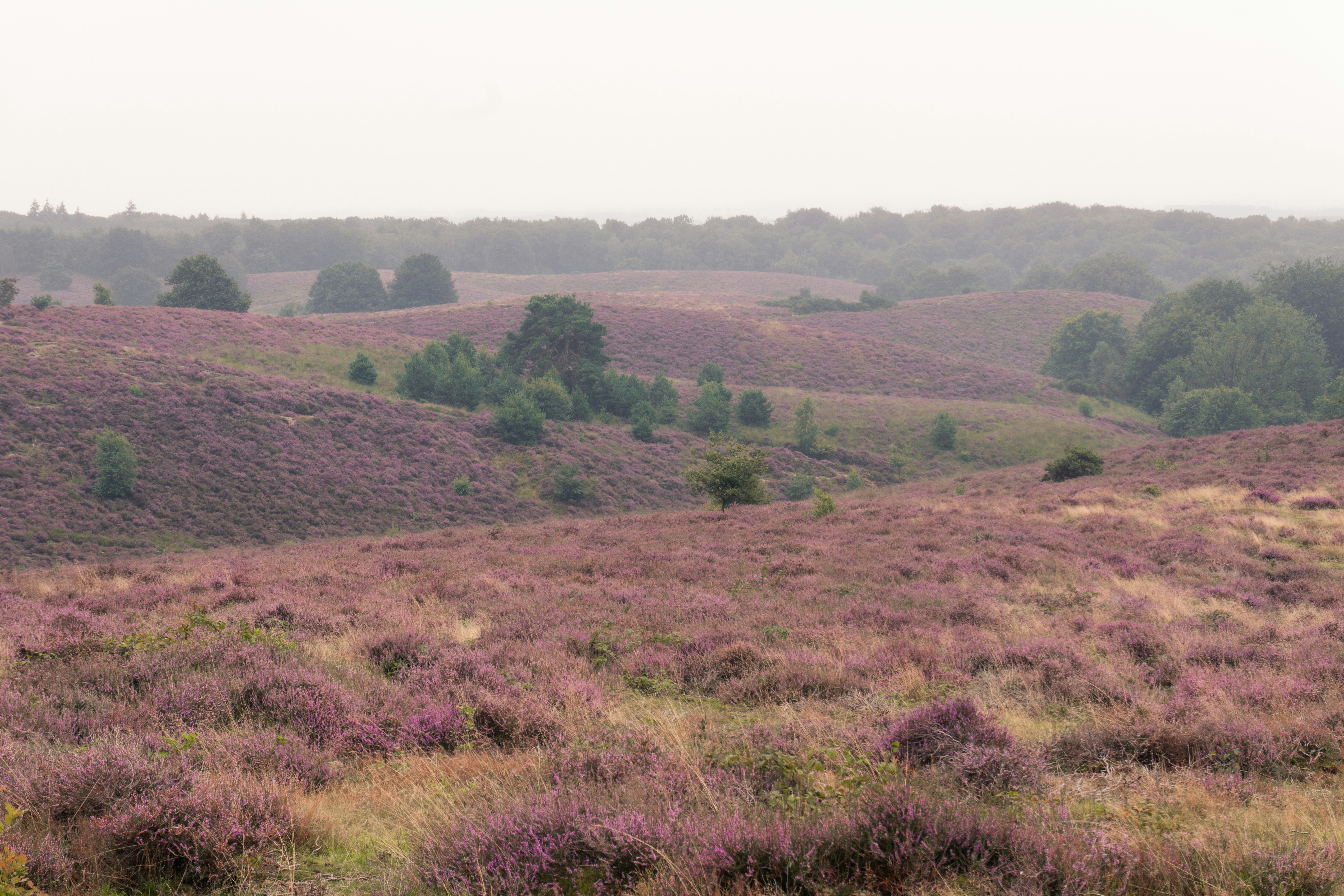Vast fields of purple heather stretch across rolling hills under a misty sky, creating a serene landscape. The scene captures the tranquil beauty of nature in bloom.
