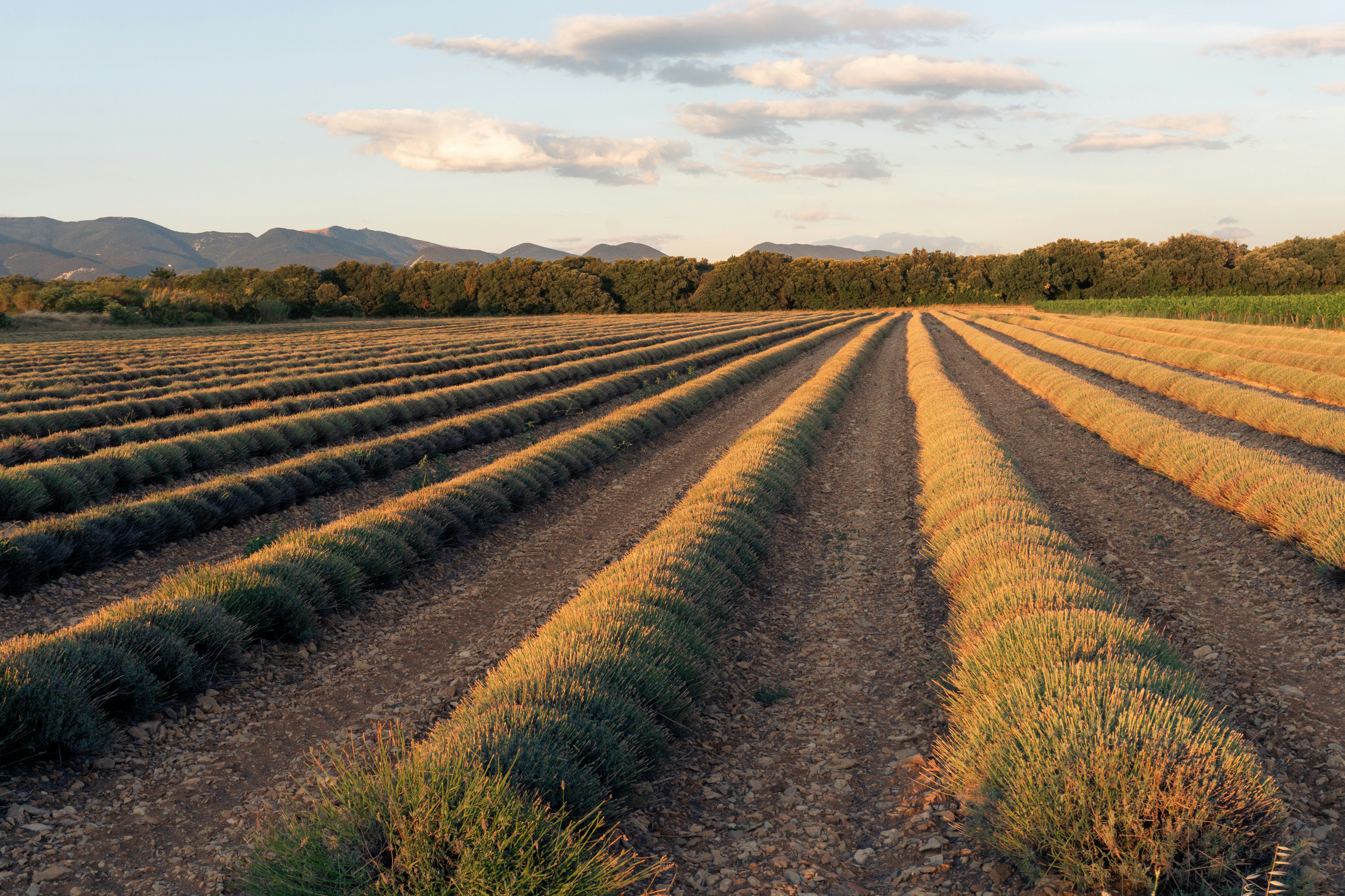 Golden Hour Lavender Rows