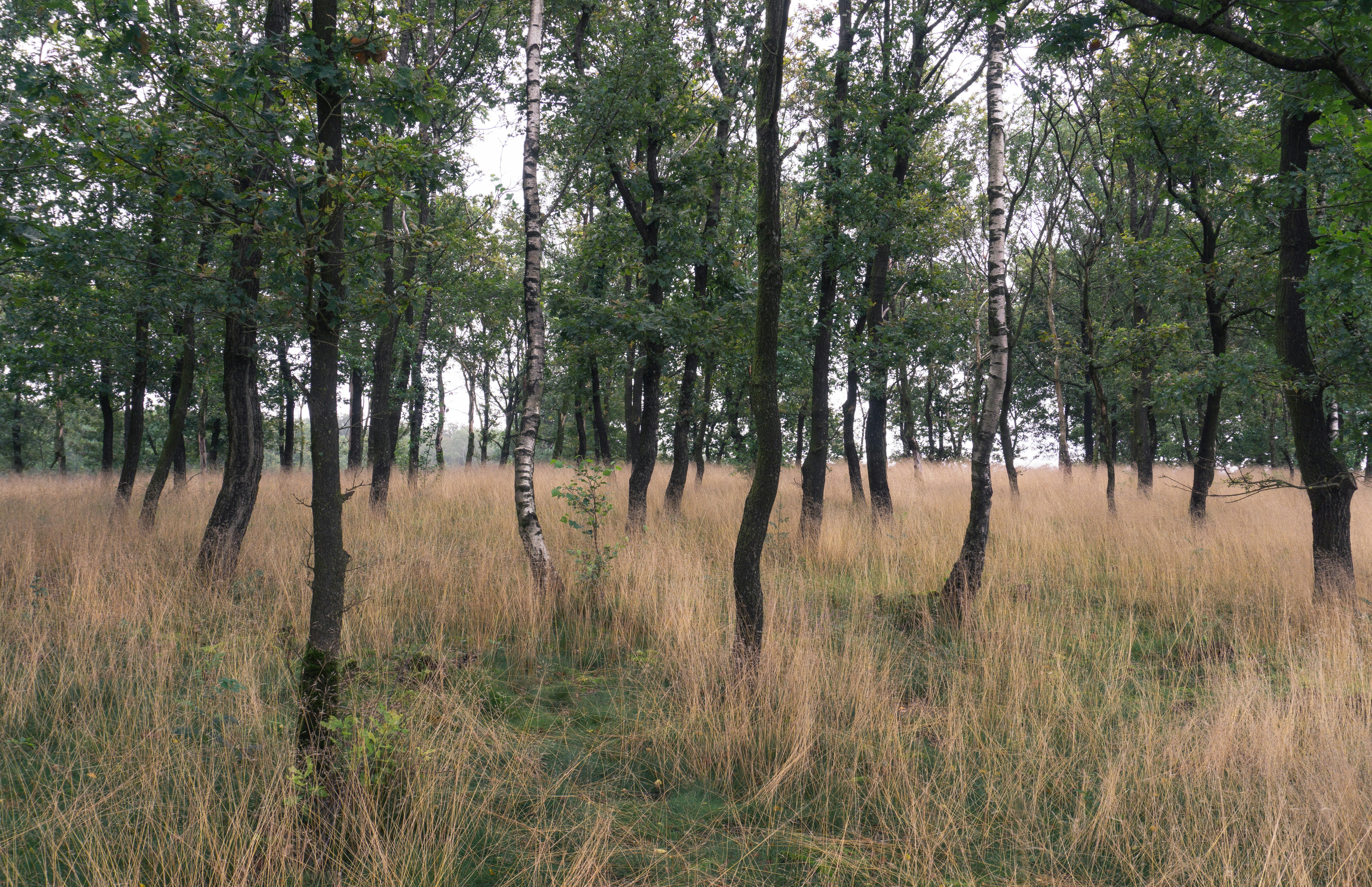 Birch Alley Through a Sea of Autumn Grass