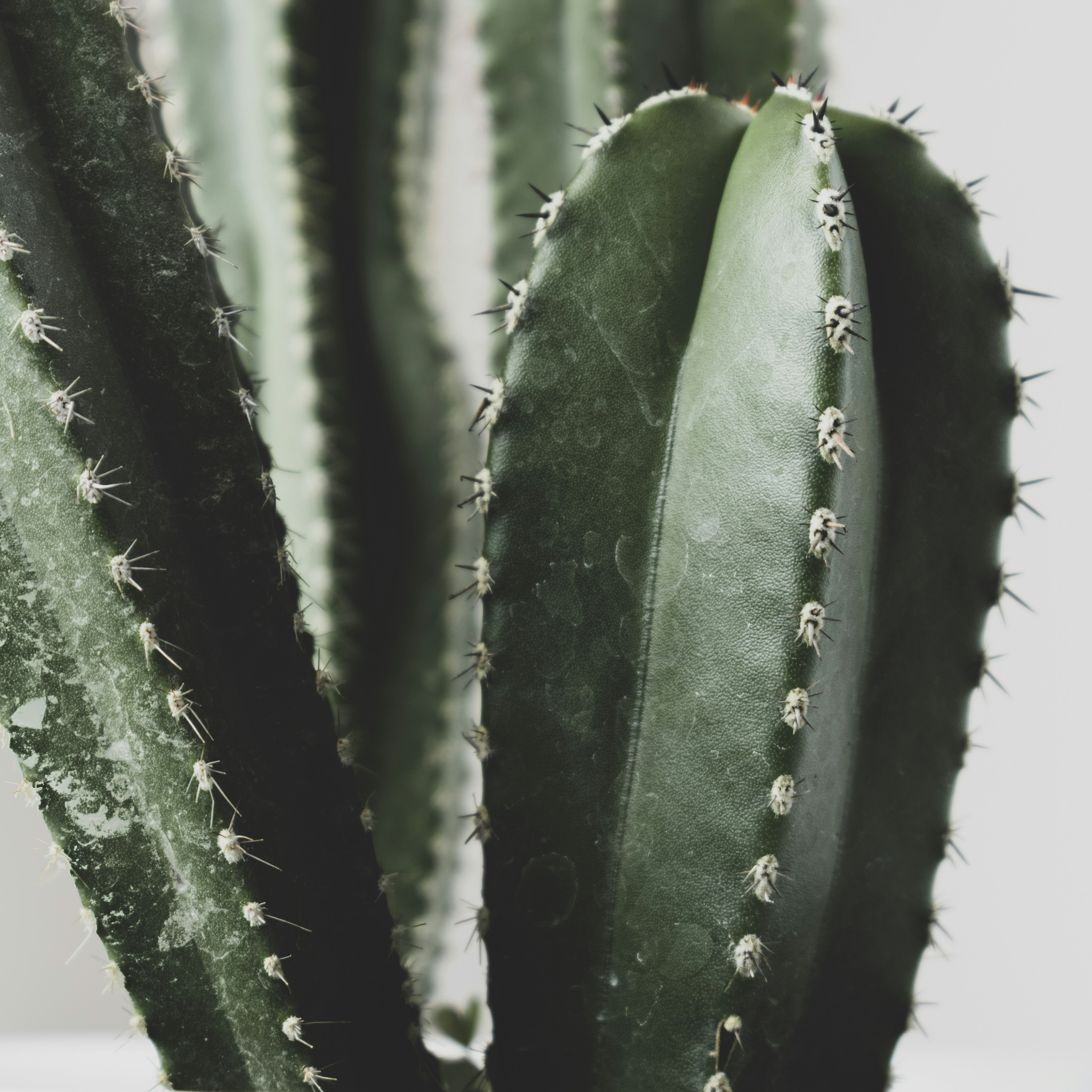 Green cactus plant in close up photography photo – Free Tehran Image on ...