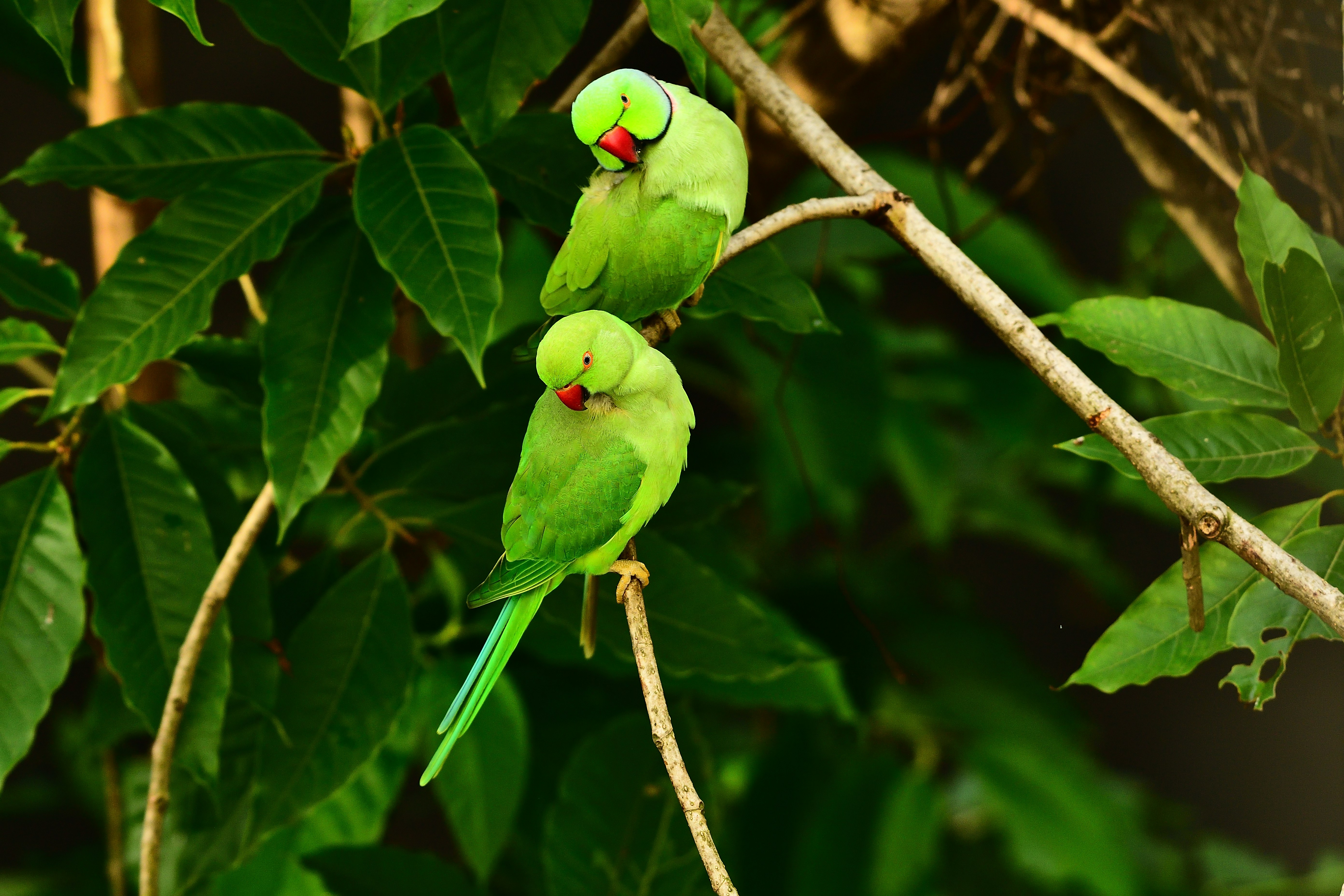 Two vibrant green parrots perched on a branch amidst lush foliage, showcasing their colorful beaks and serene demeanor.