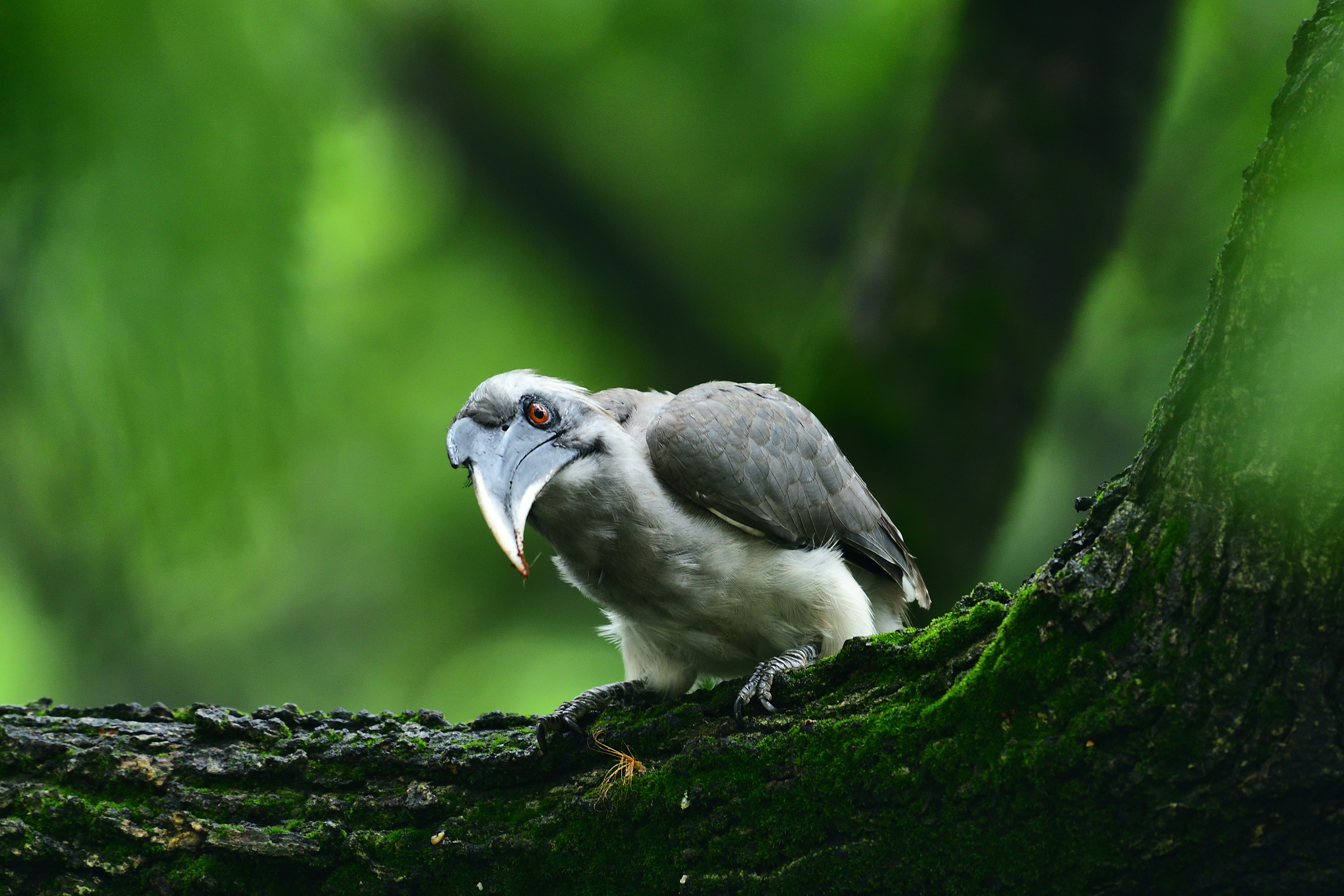 Indian Grey Hornbill
