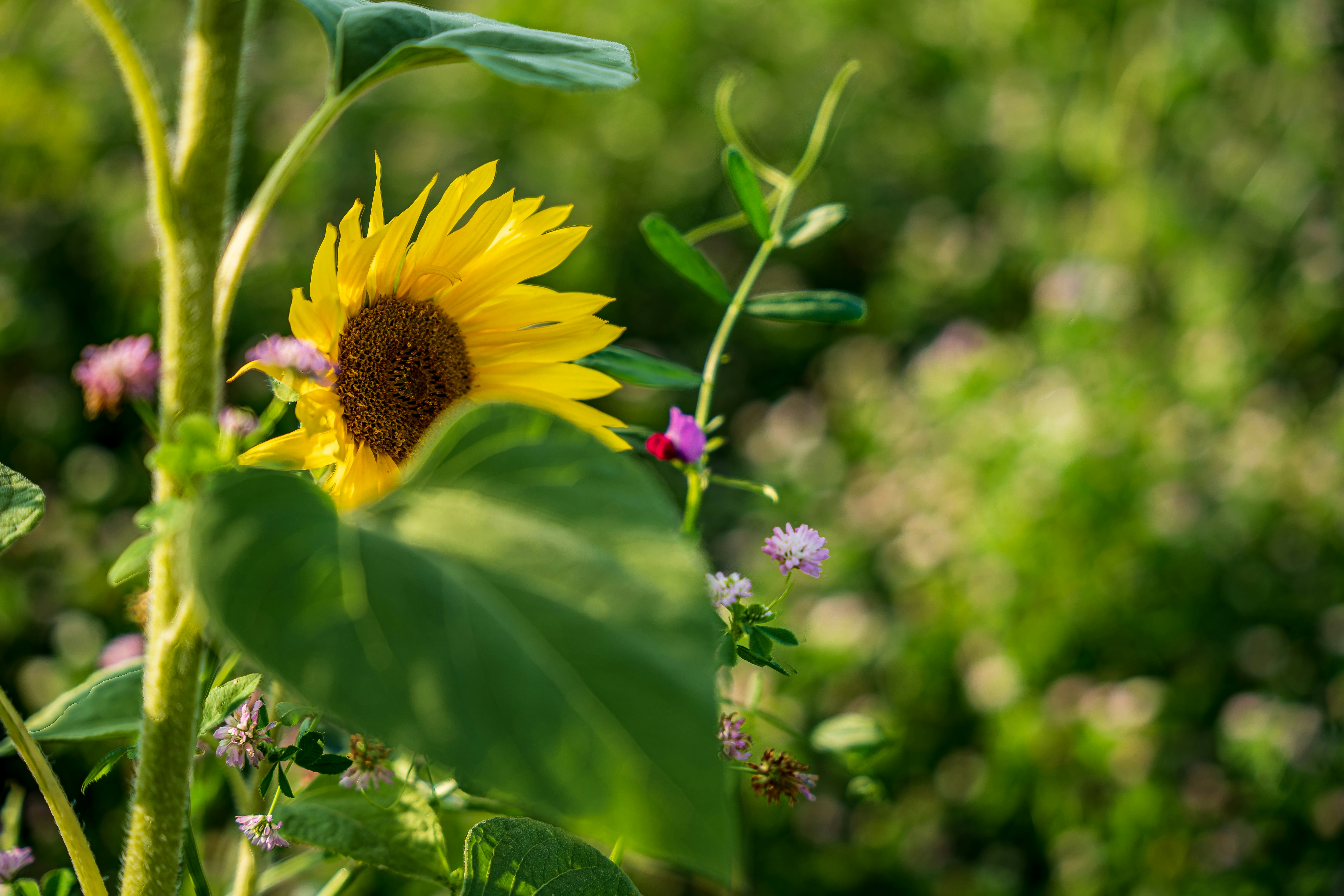 Sunflower Spotlight: A Golden Disc in a Sea of Green