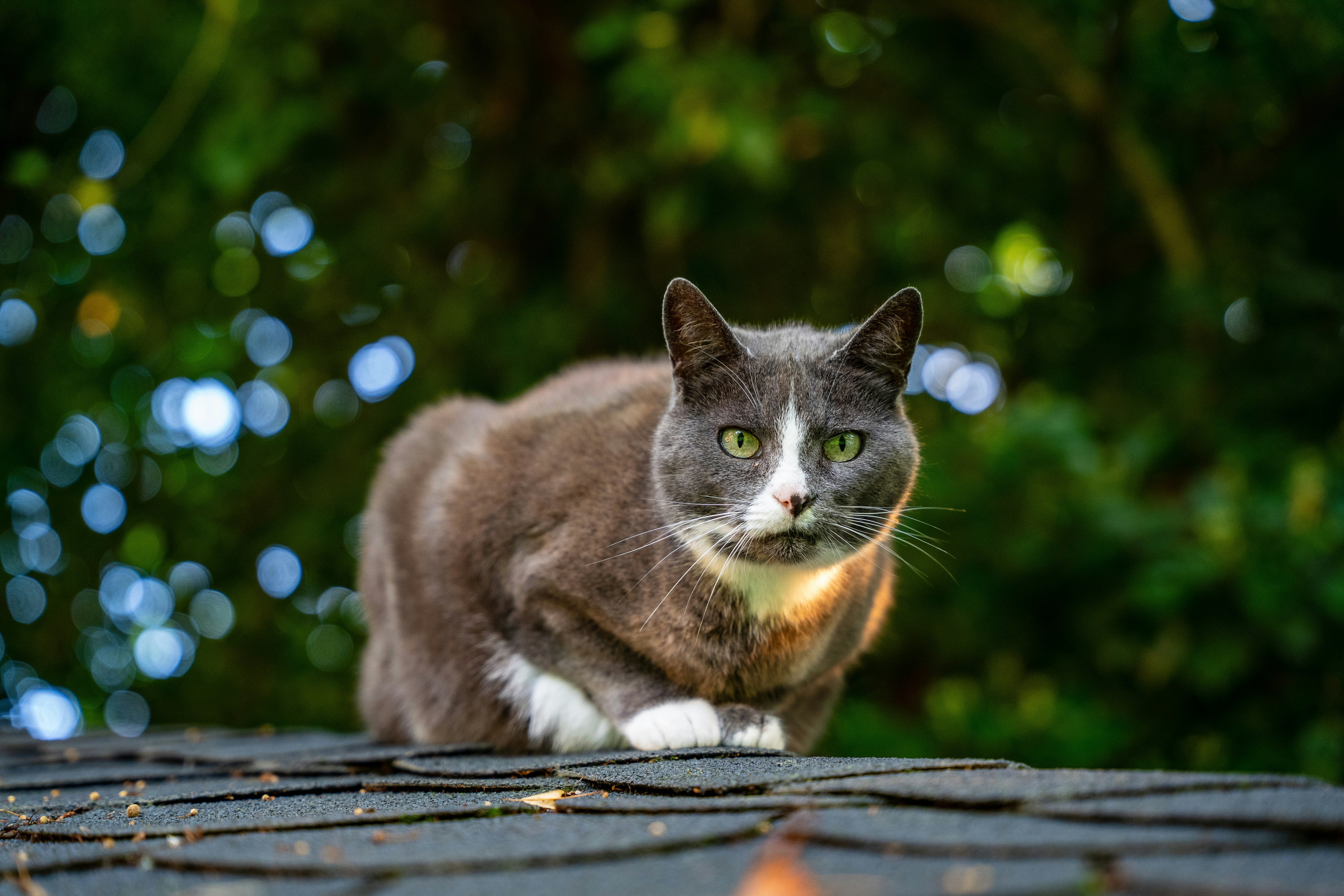 Gray cat perched on a rooftop, observing its surroundings with keen interest, surrounded by a backdrop of blurred greenery.