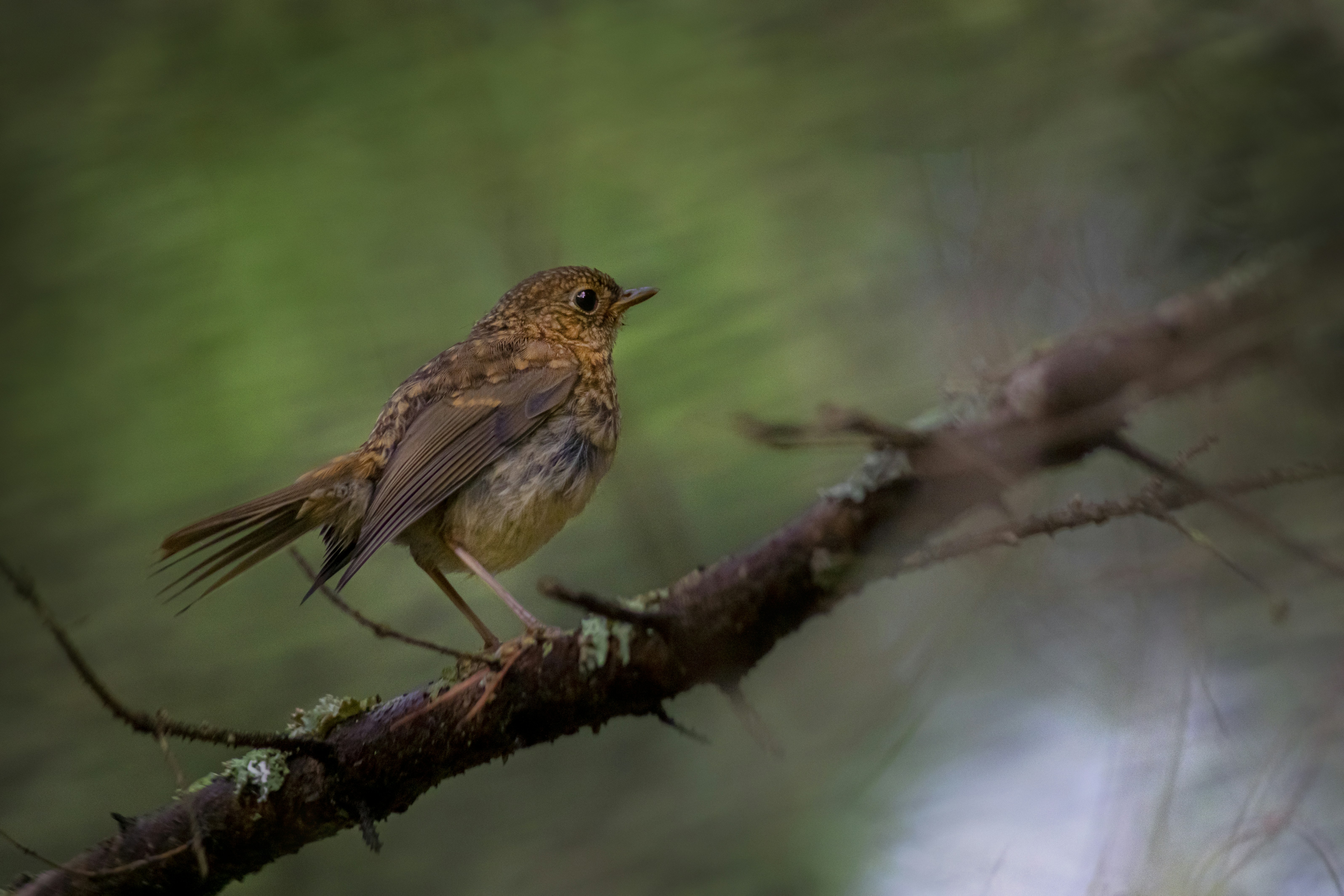 Foto Pájaro marrón en la rama de un árbol marrón – Imagen Pájaro gratis ...