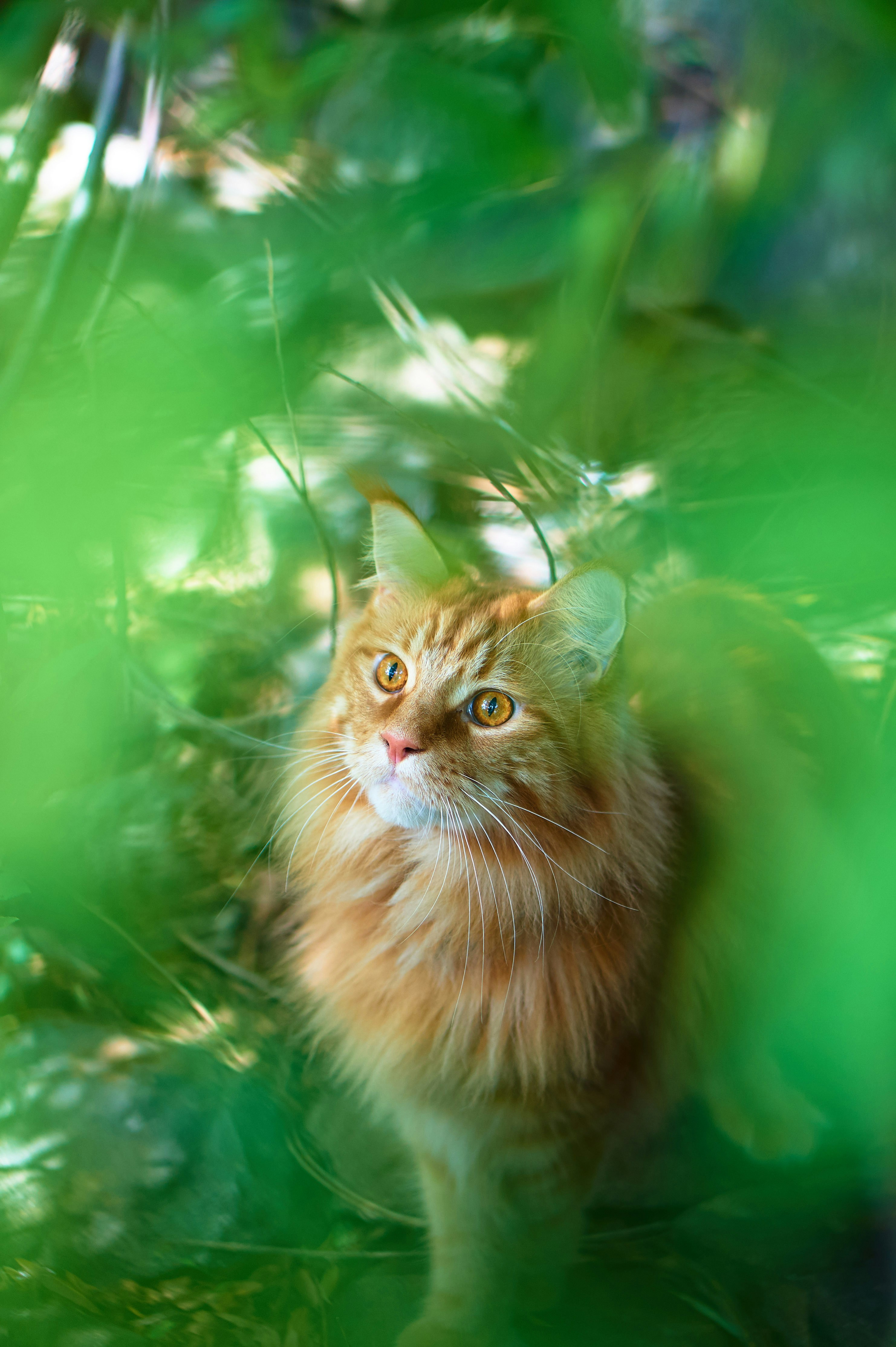 A fluffy orange cat gazes upward, framed by lush green foliage, capturing a moment of curiosity and tranquility.