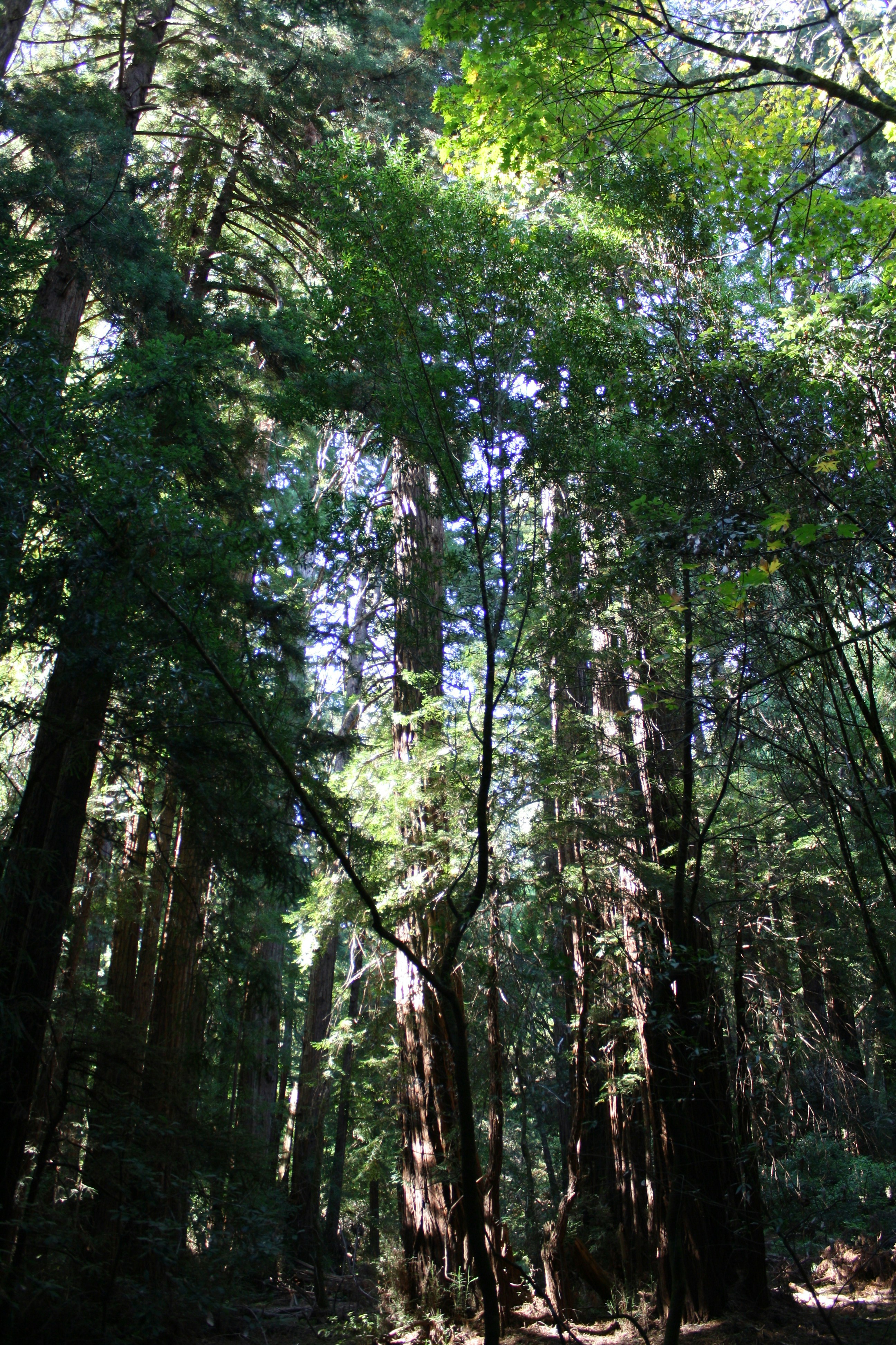 Sunlight filters through towering redwoods in a serene forest setting, highlighting the lush greenery and textured bark of the trees.