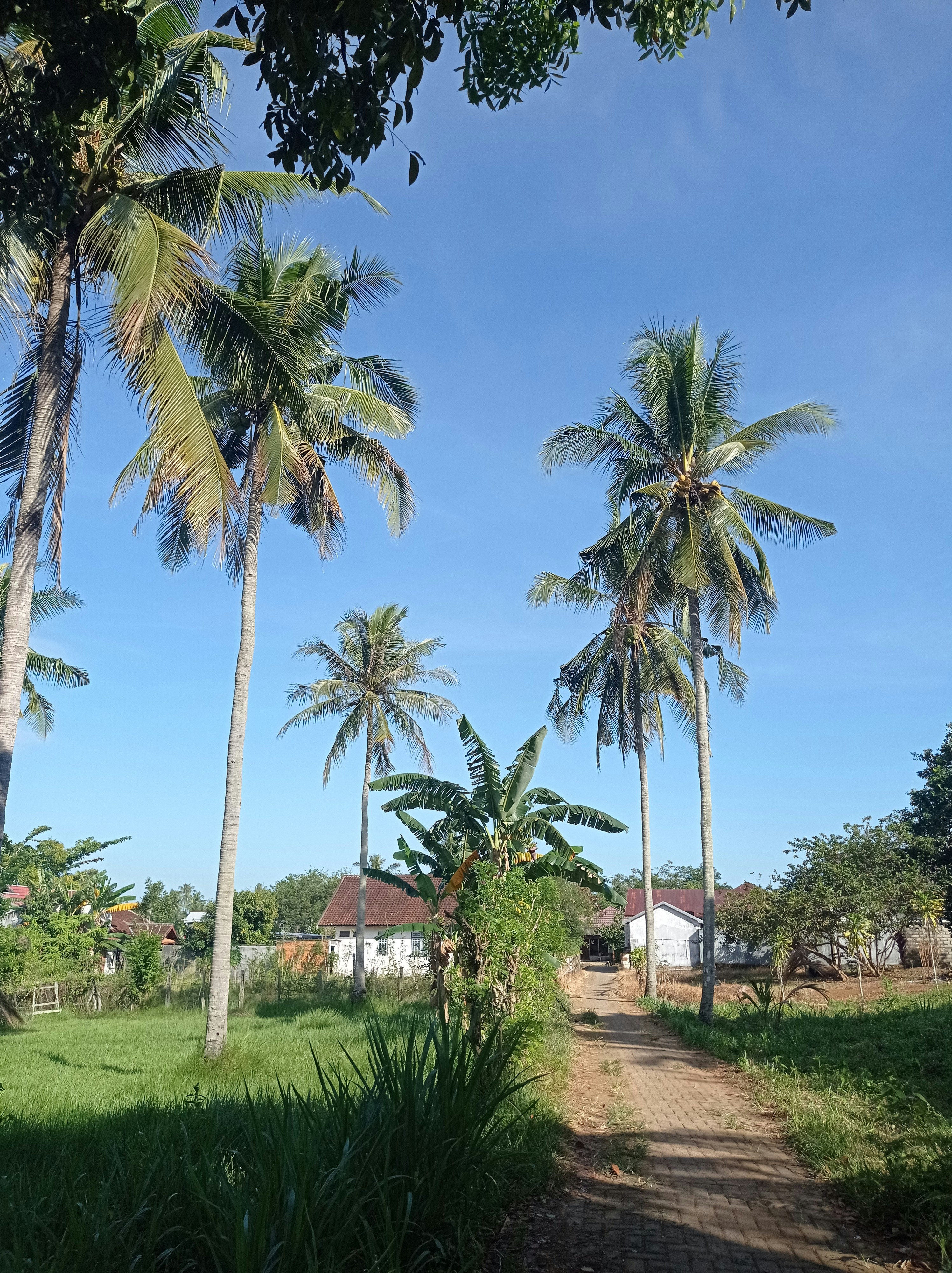 Lush palm trees line a serene pathway leading to quaint houses, framed by vibrant greenery under a clear blue sky.