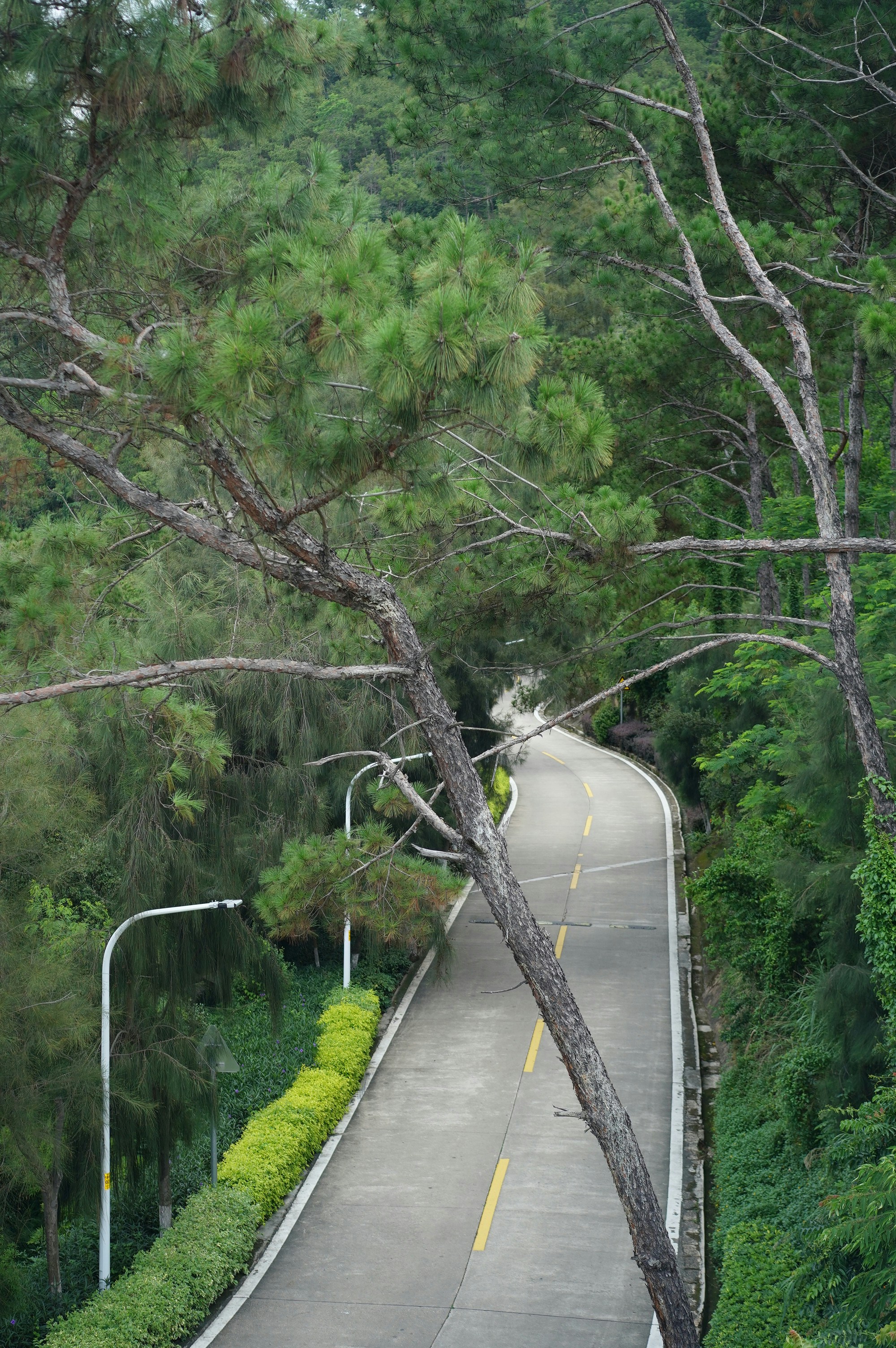 green trees on gray concrete bridge during daytime