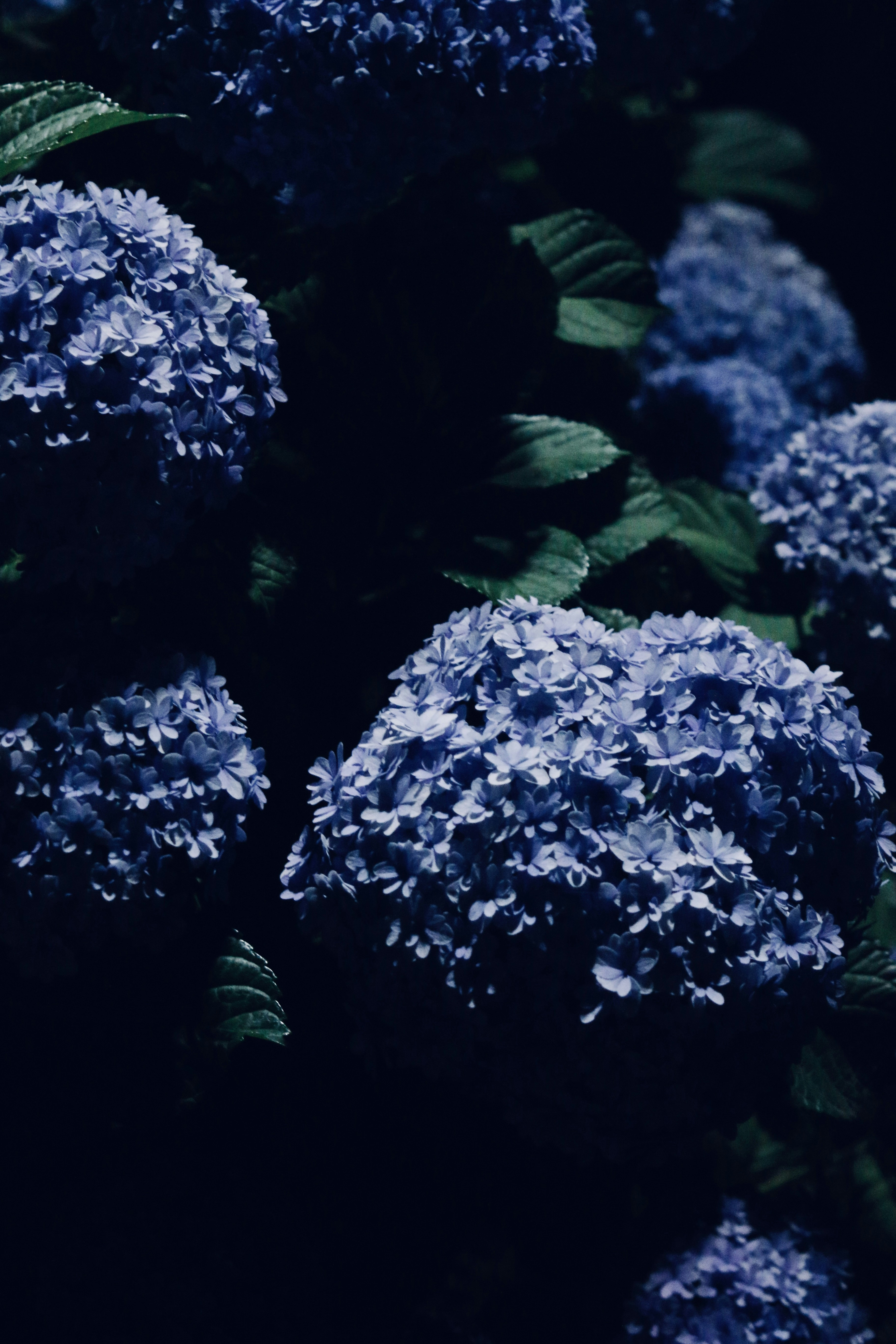blue flowers with green leaves