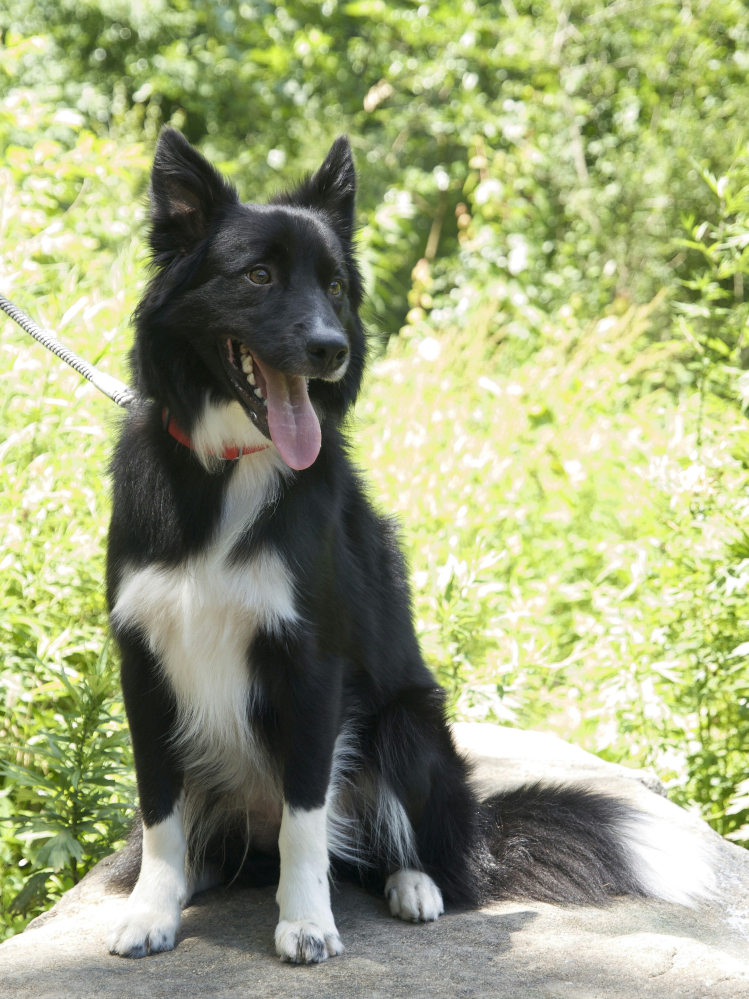 White Border Collie Husky Mix
