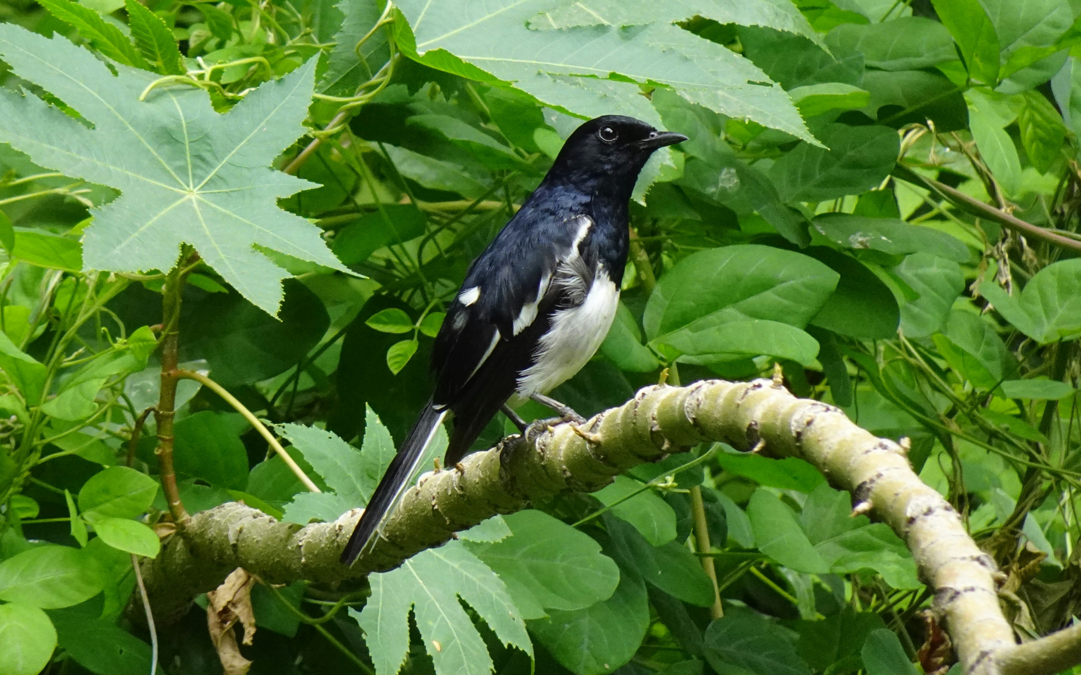 A black and white bird perched on a curved branch amidst lush green foliage.