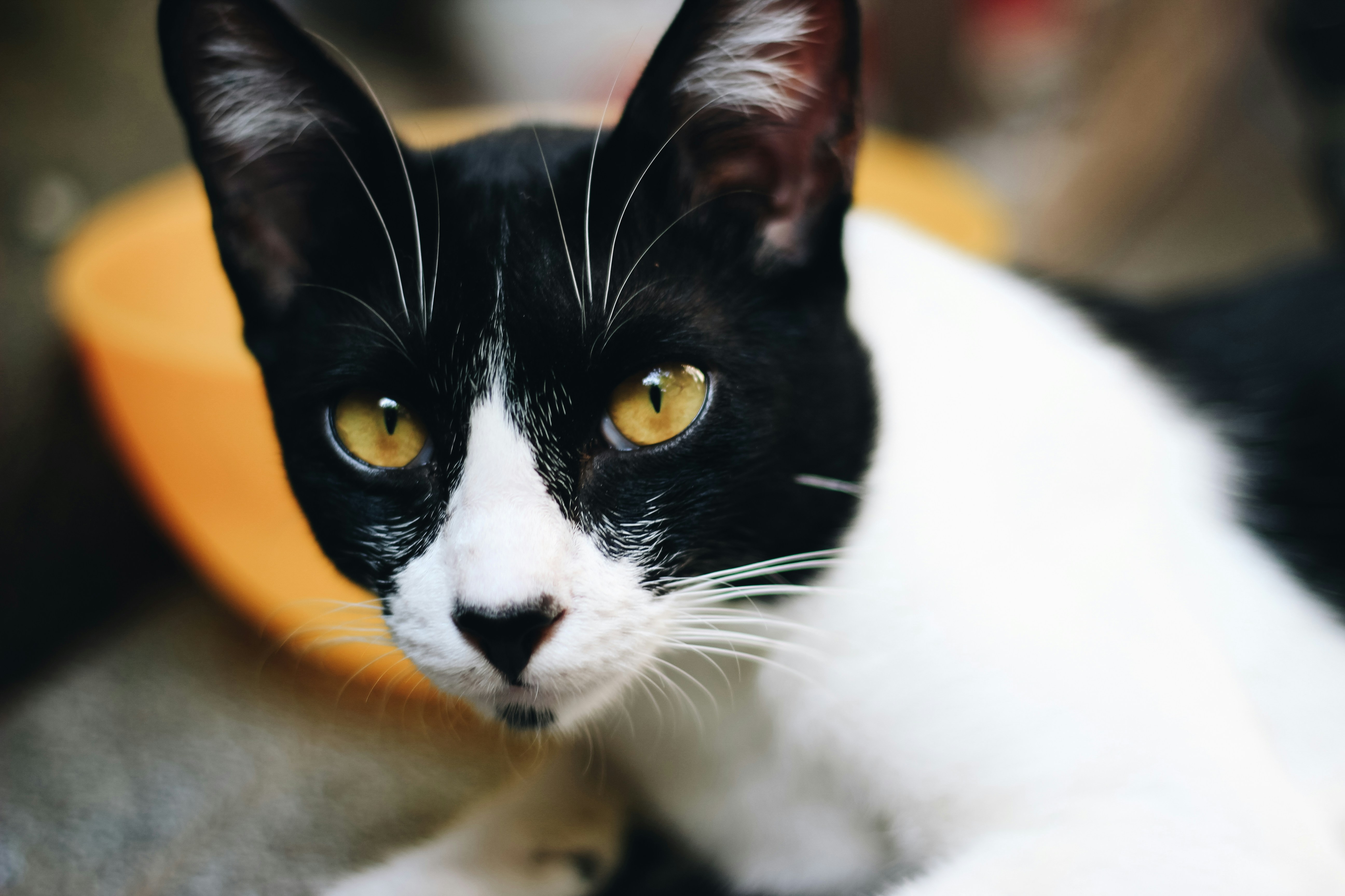 Emerald Gaze: A Black-White Cat at Close Range