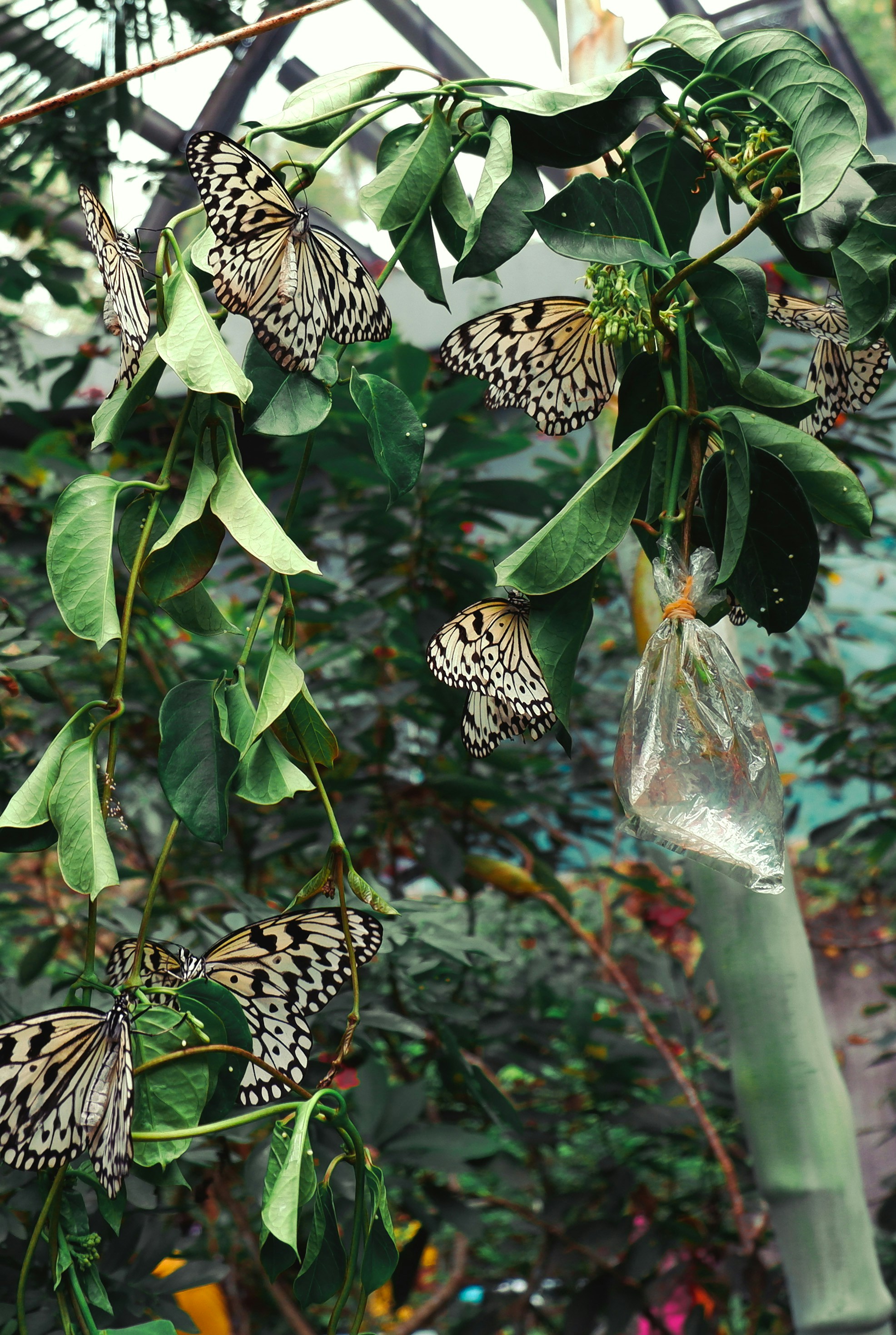 black and white butterfly on green plant