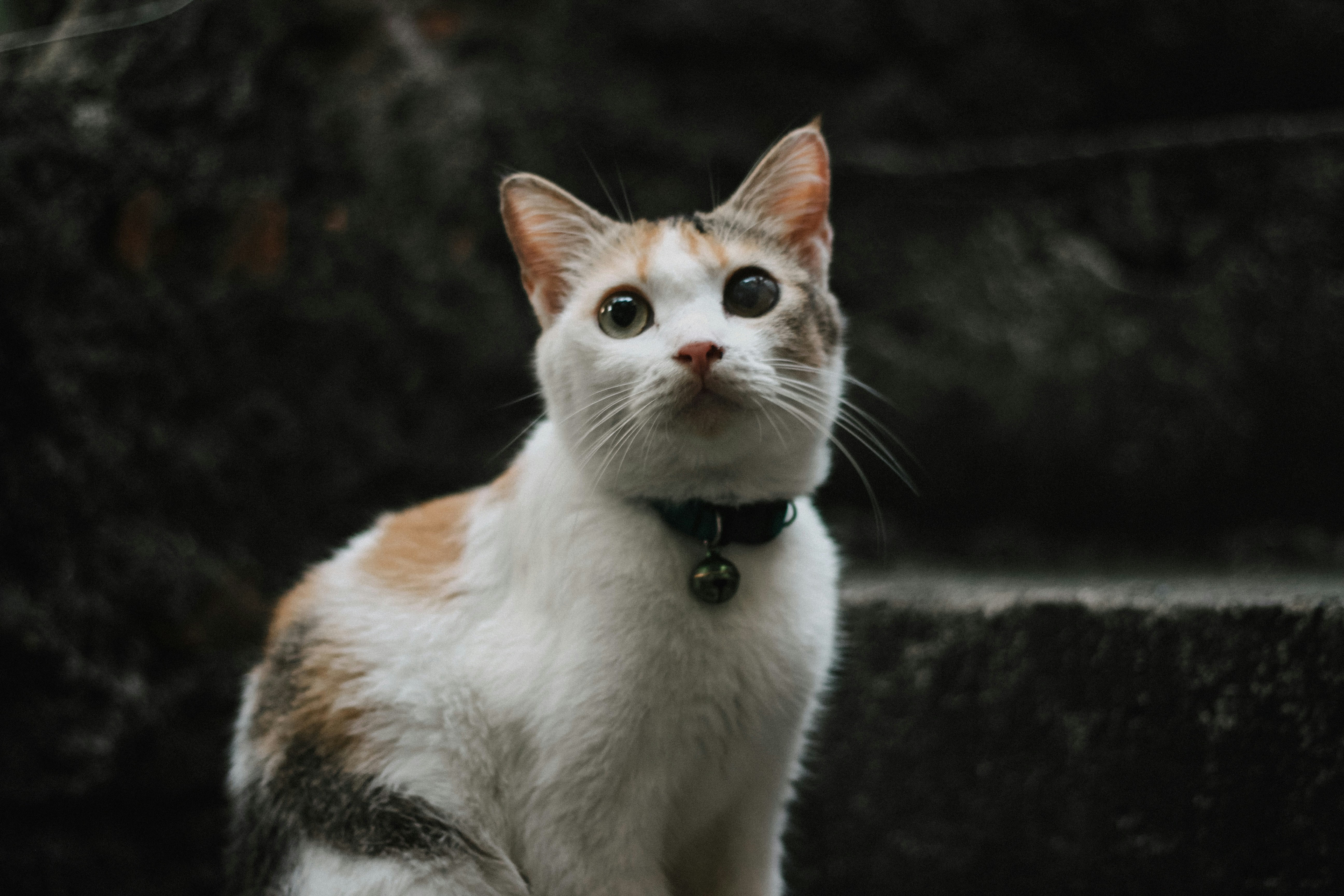 A calico cat gazes thoughtfully while perched on a stone step, showcasing its striking fur patterns and expressive eyes.