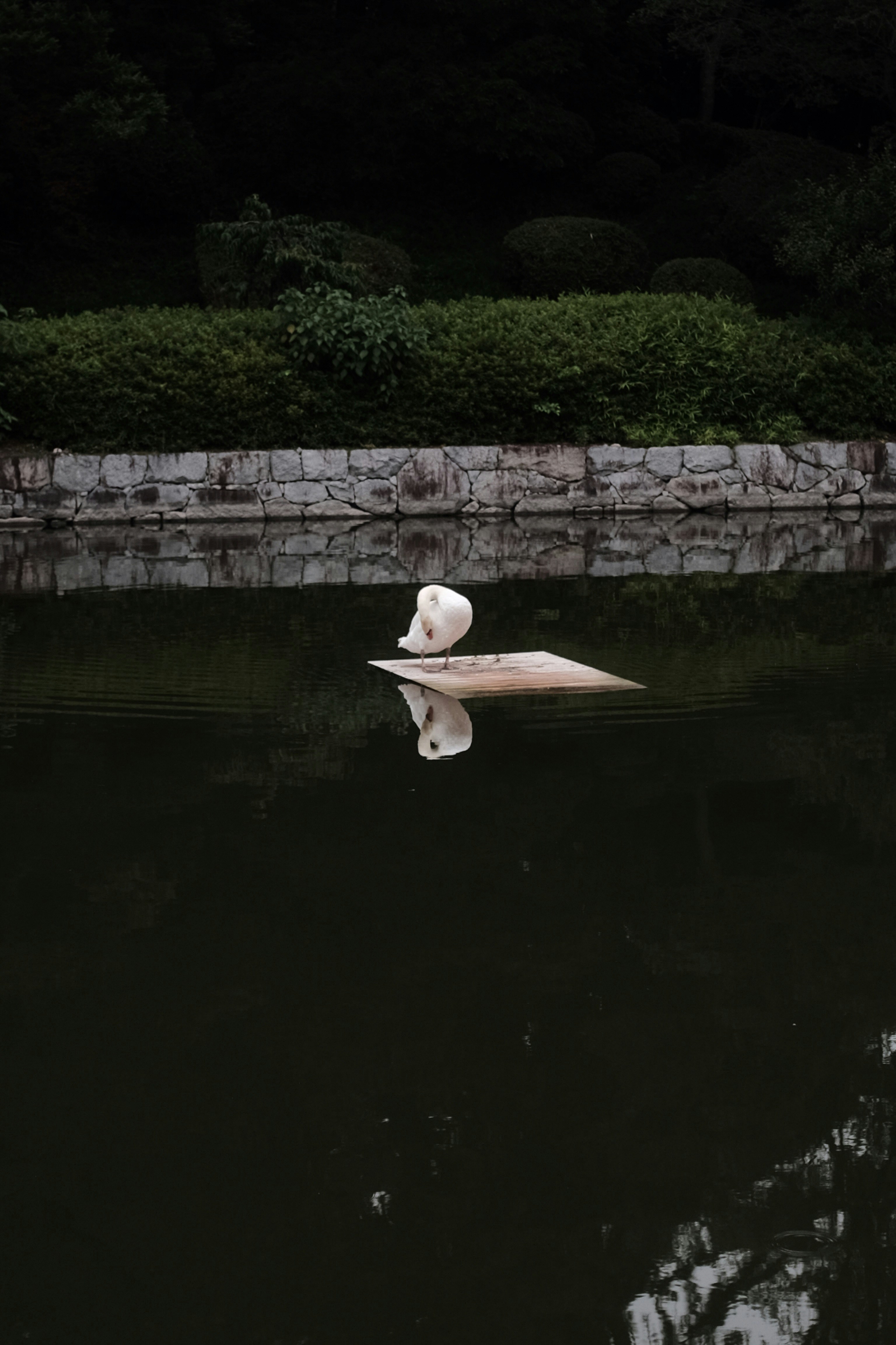 White Swan on a Floating Plank: Quiet Reflections by a Garden Pond