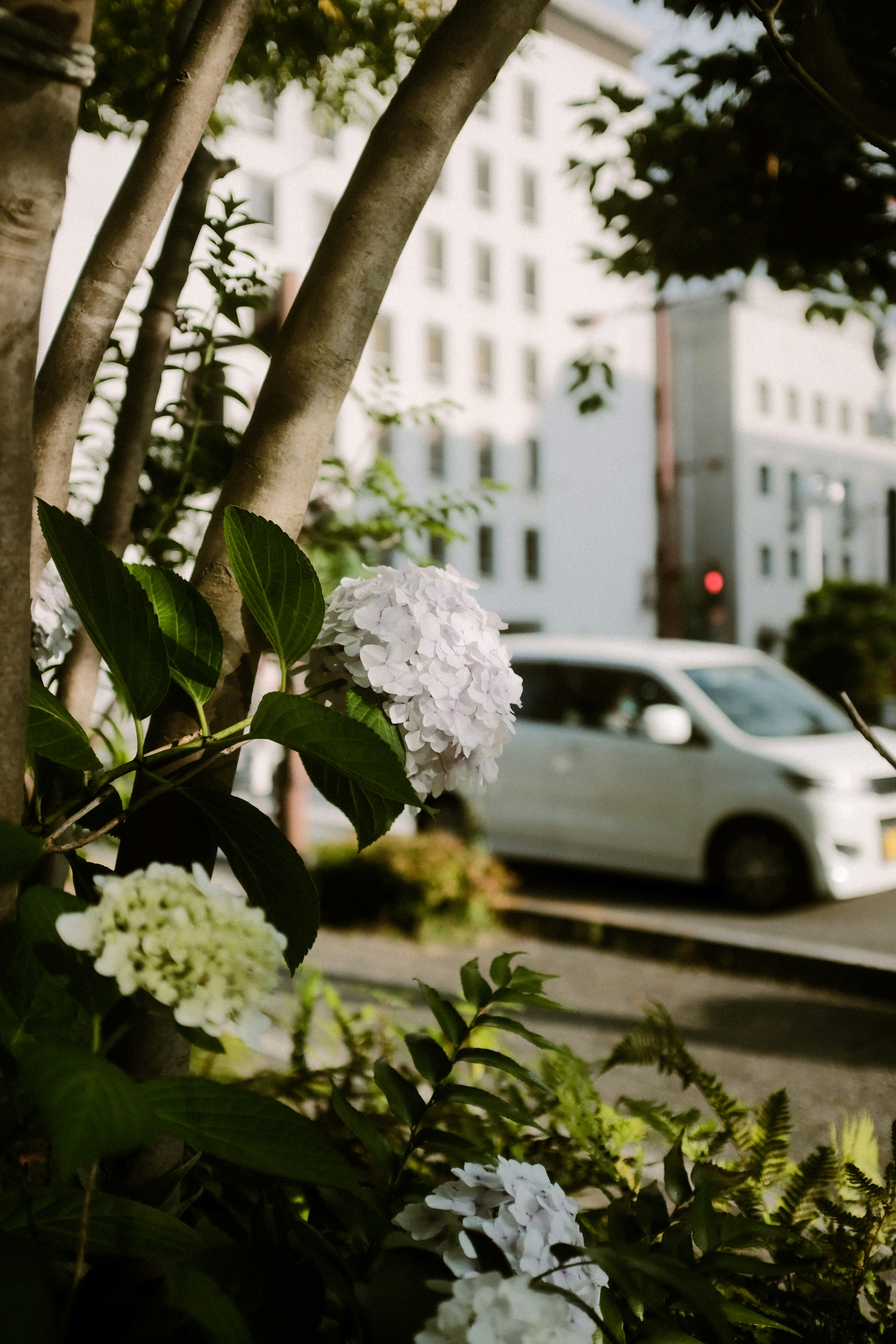 Hydrangea in the Urban Quiet