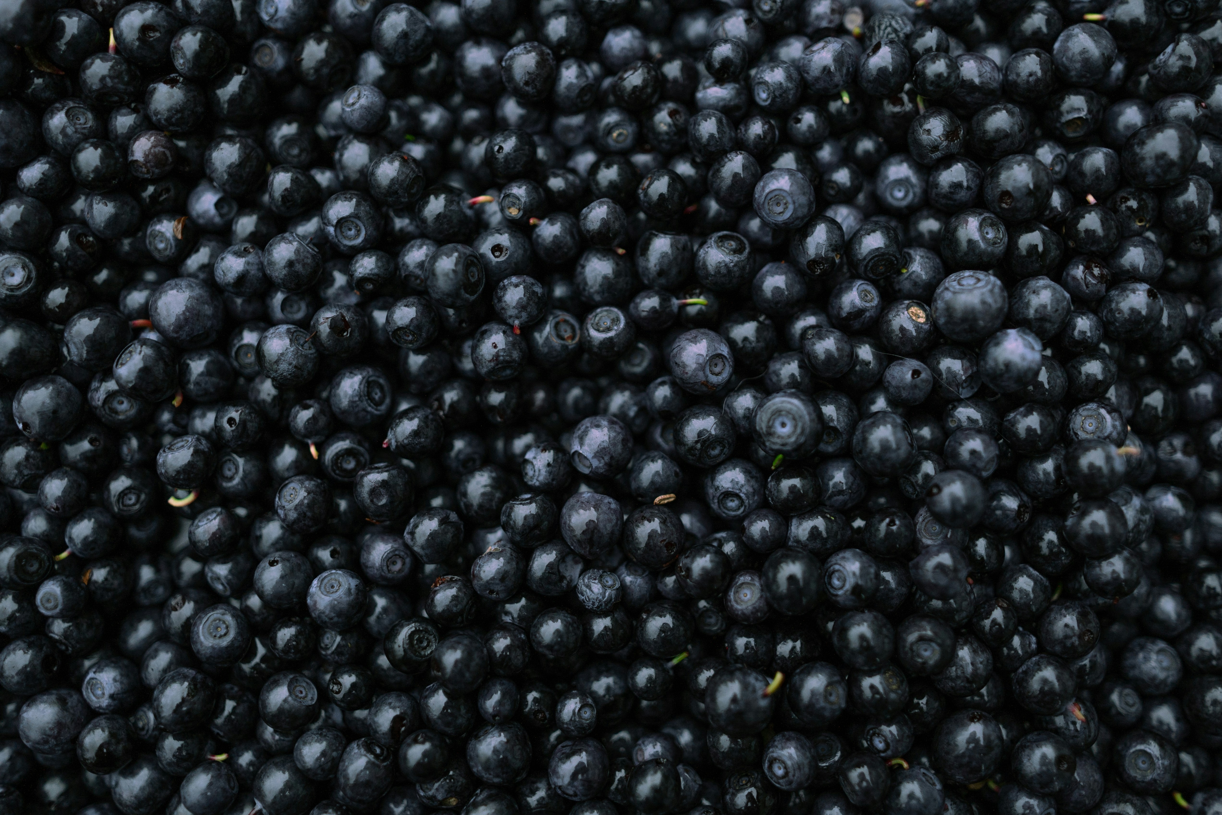 Fruits ronds noirs sur fond blanc photo – Photo Myrtille Gratuite sur ...